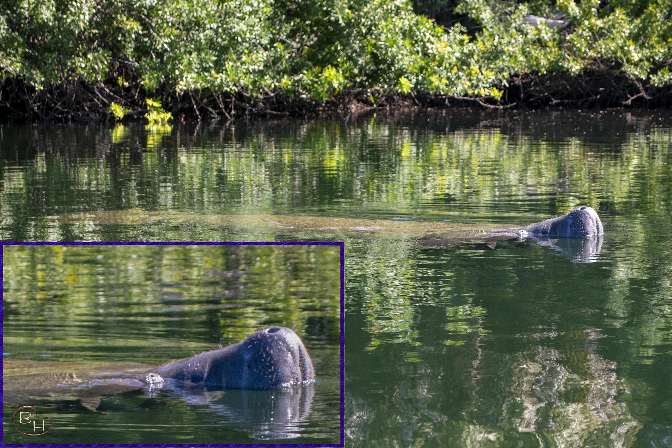 Manatees | Scrolller