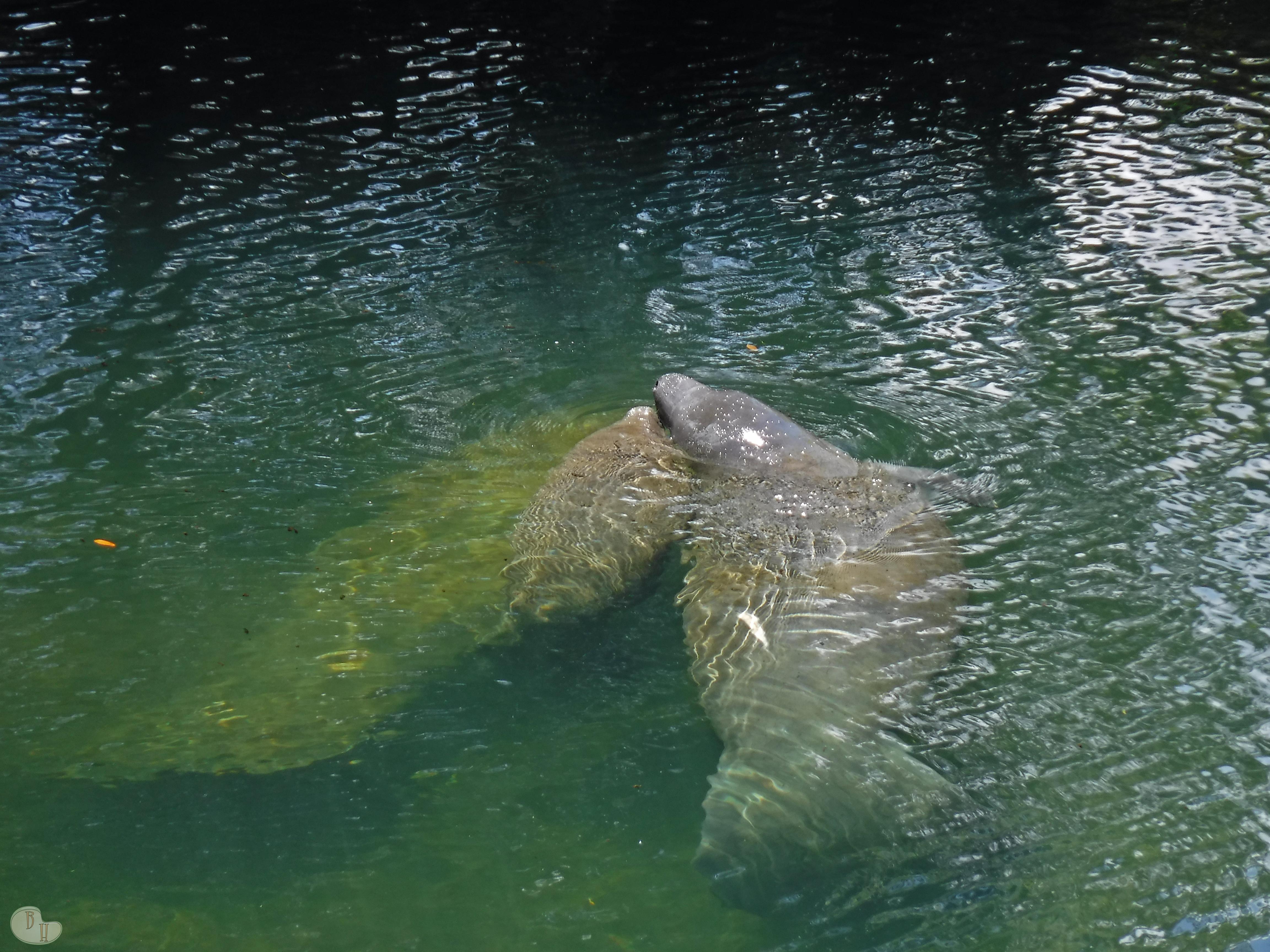 Manatees | Scrolller