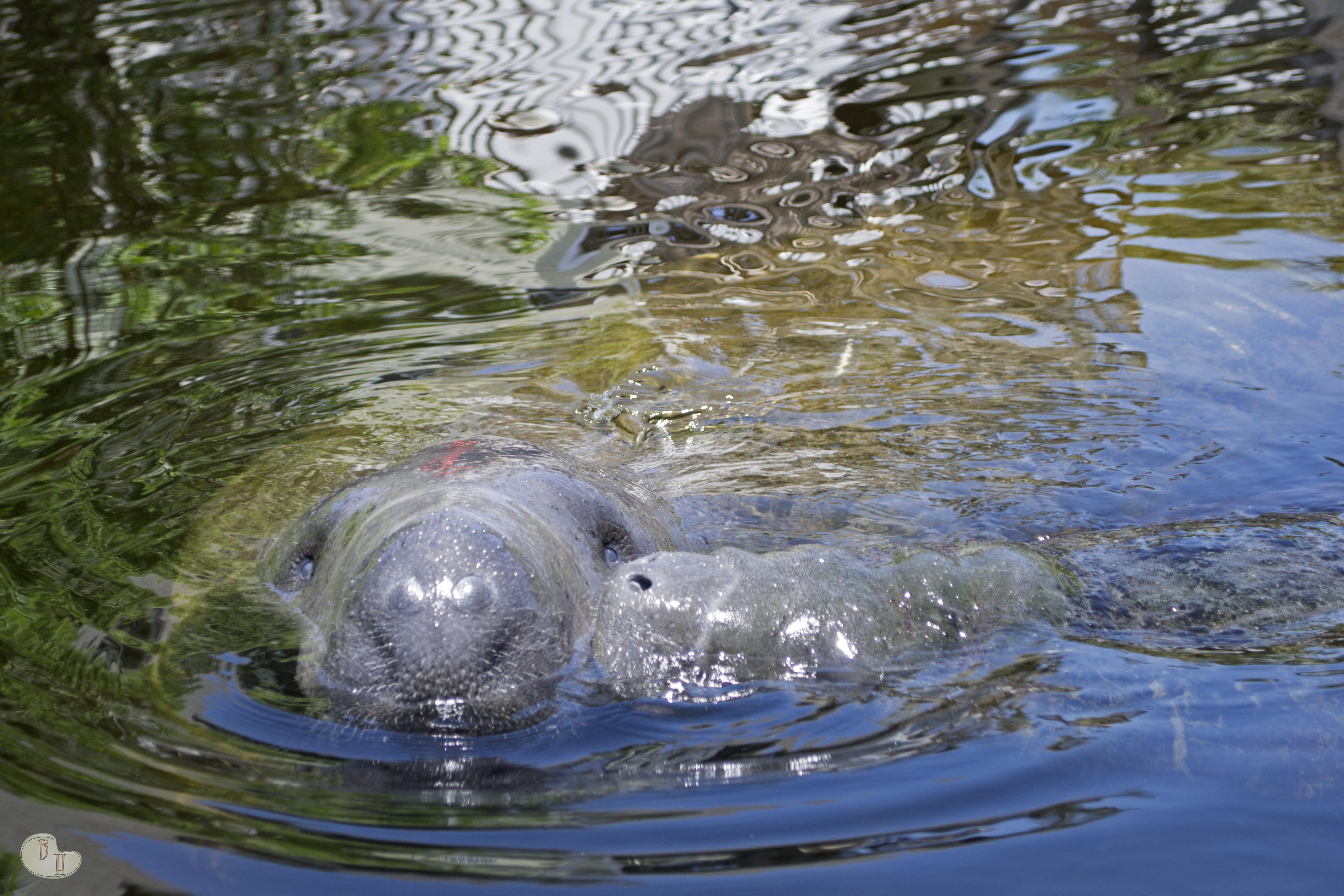 Manatees | Scrolller
