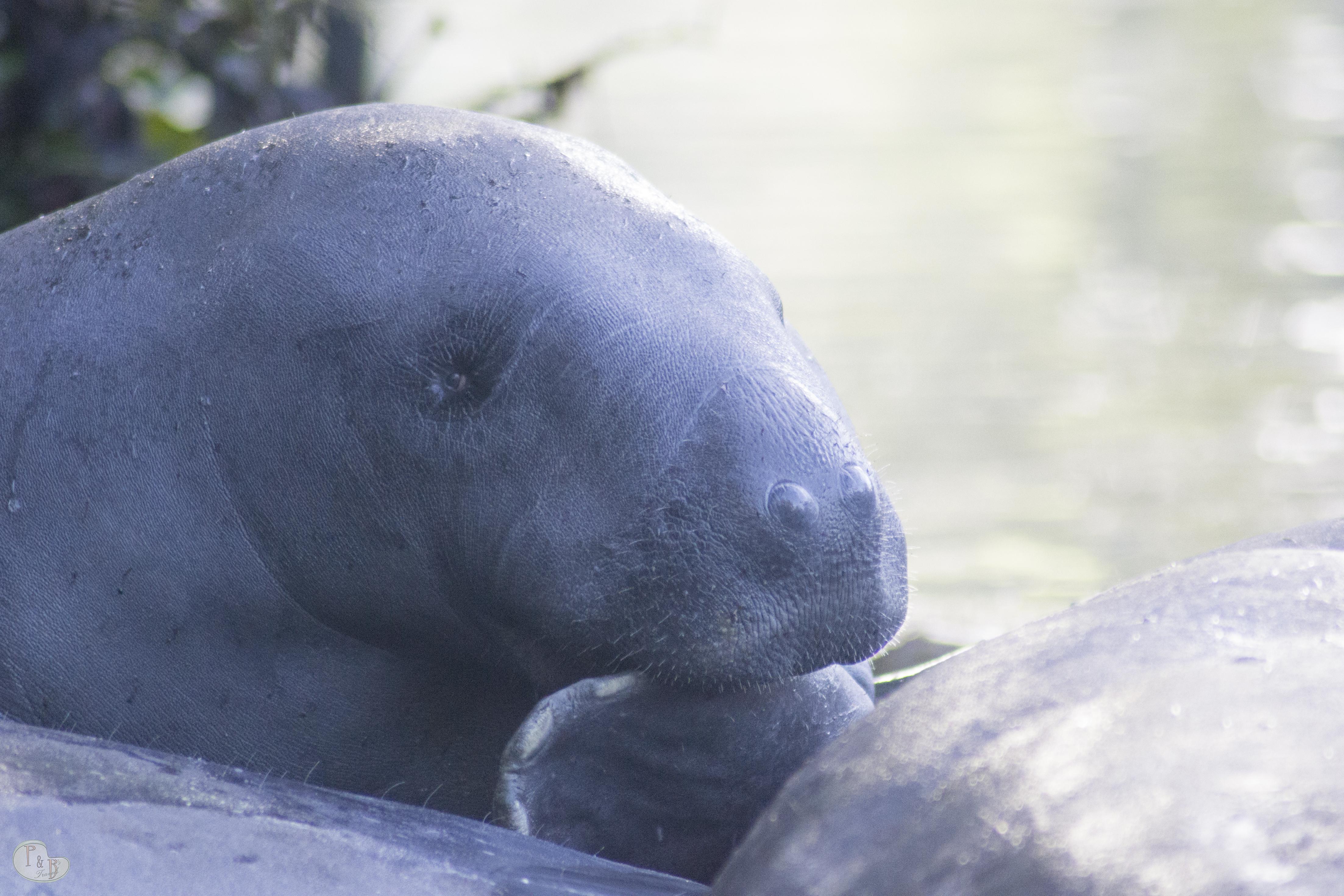 Manatees | Scrolller