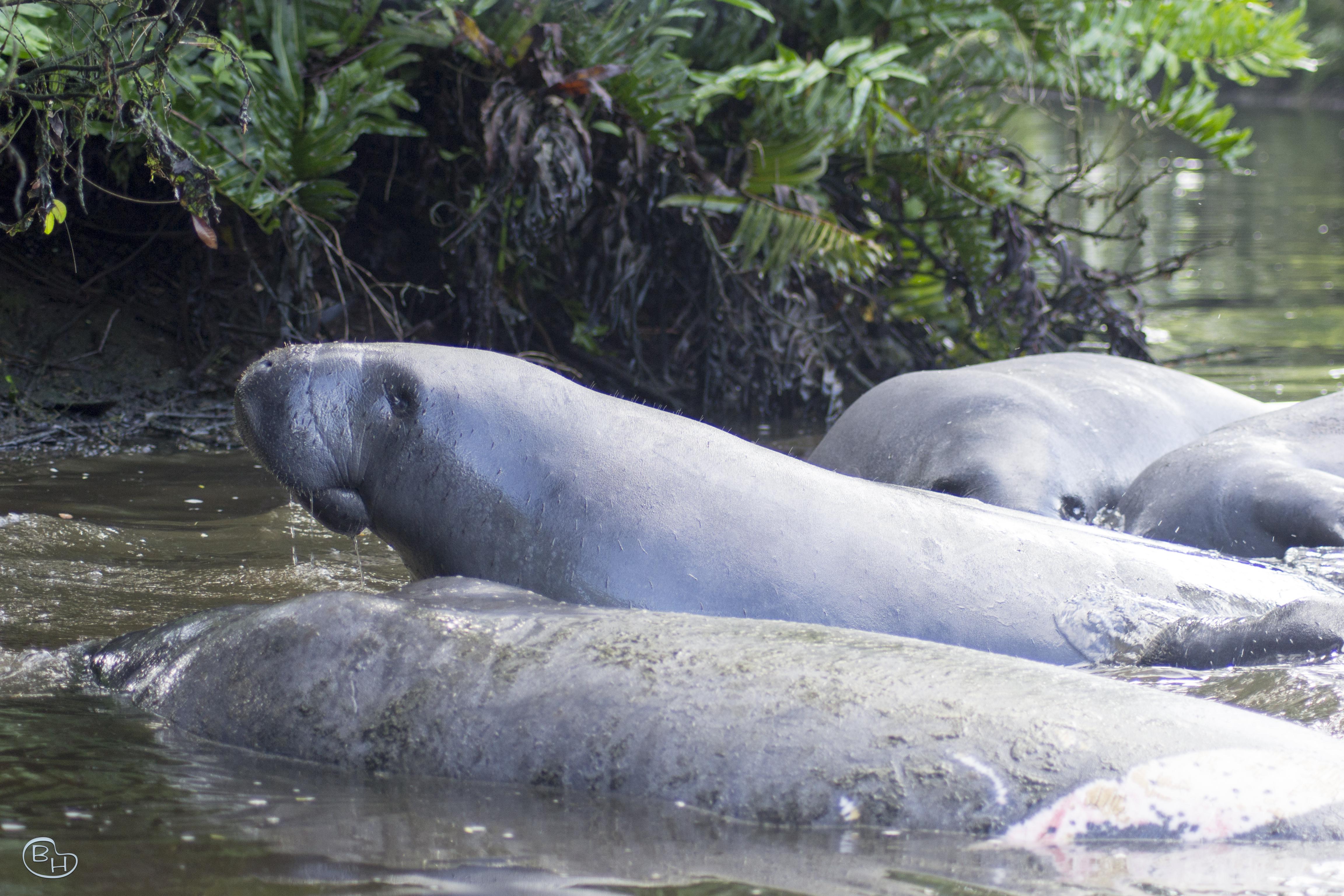 Manatees | Scrolller