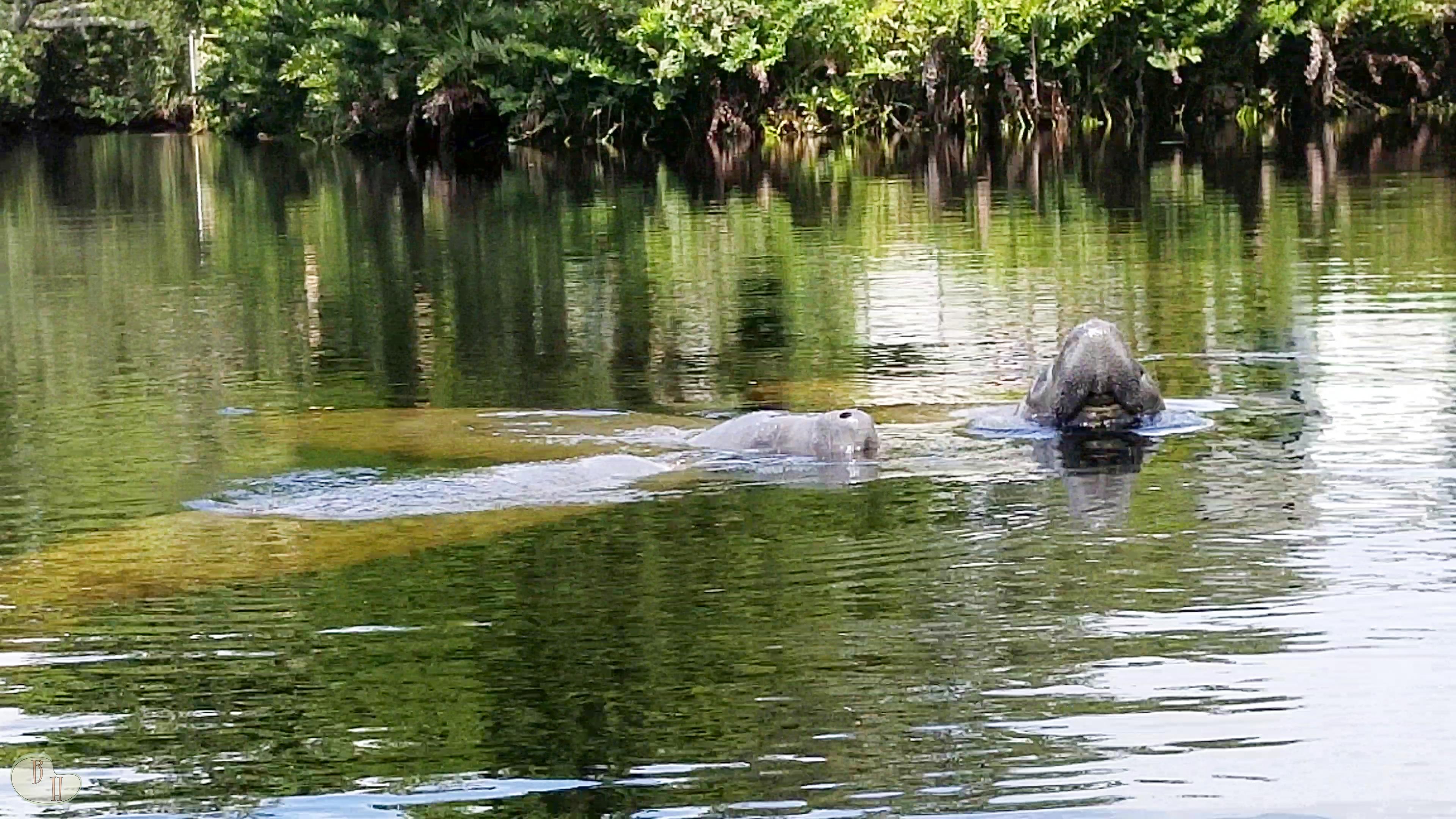 Manatees | Scrolller