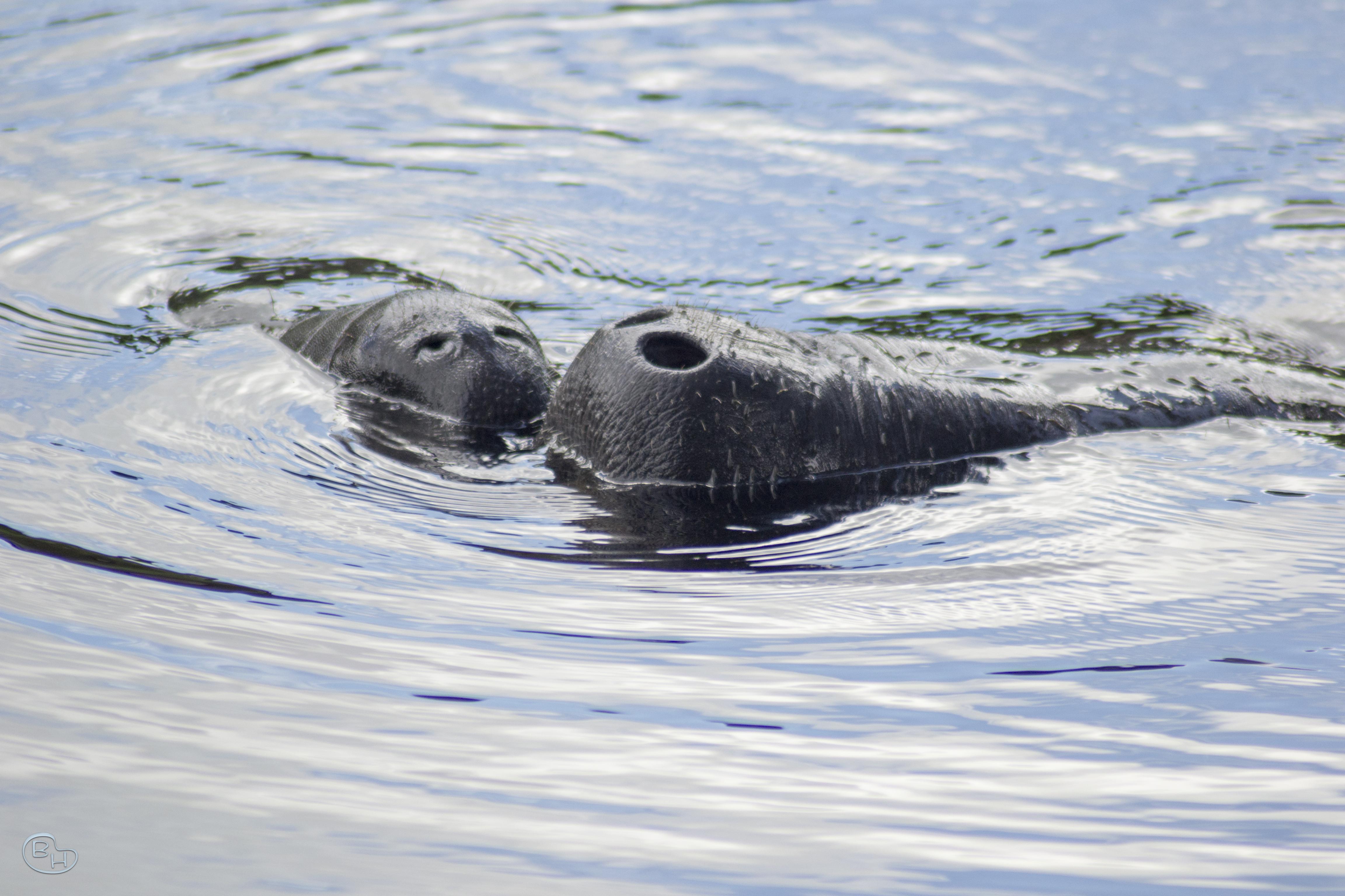 Manatees | Scrolller
