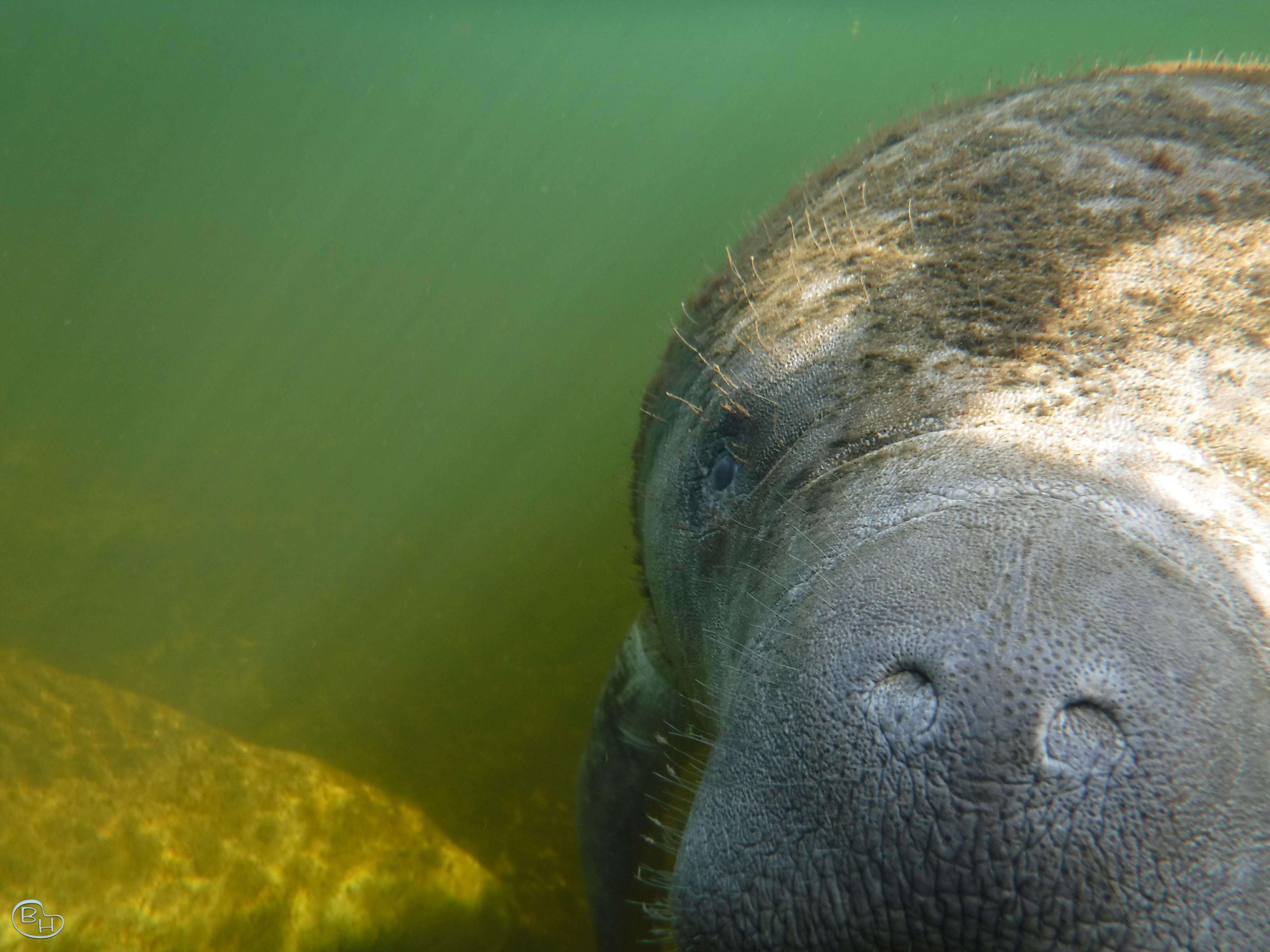 Manatees | Scrolller
