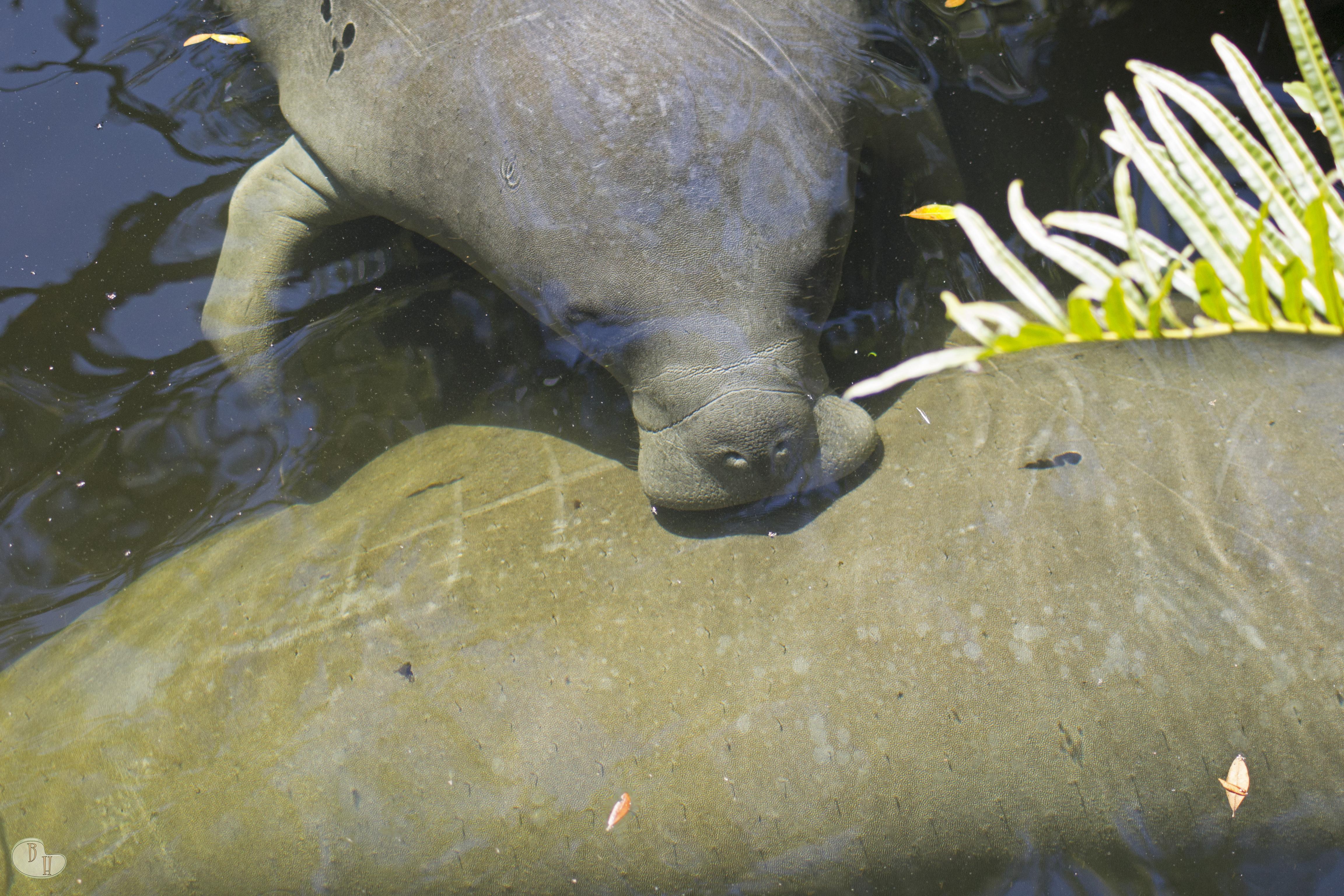 Manatees | Scrolller