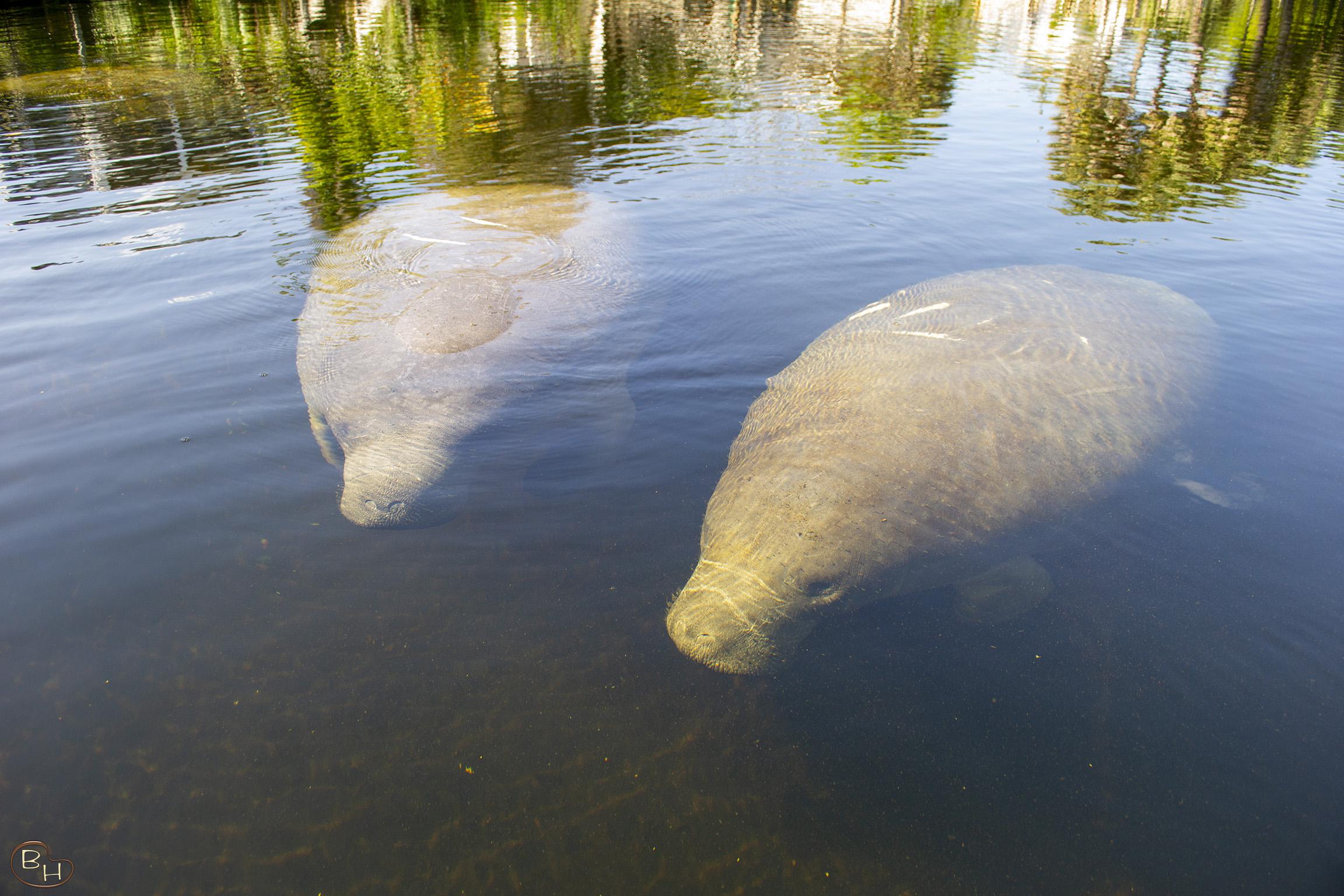 Manatees | Scrolller