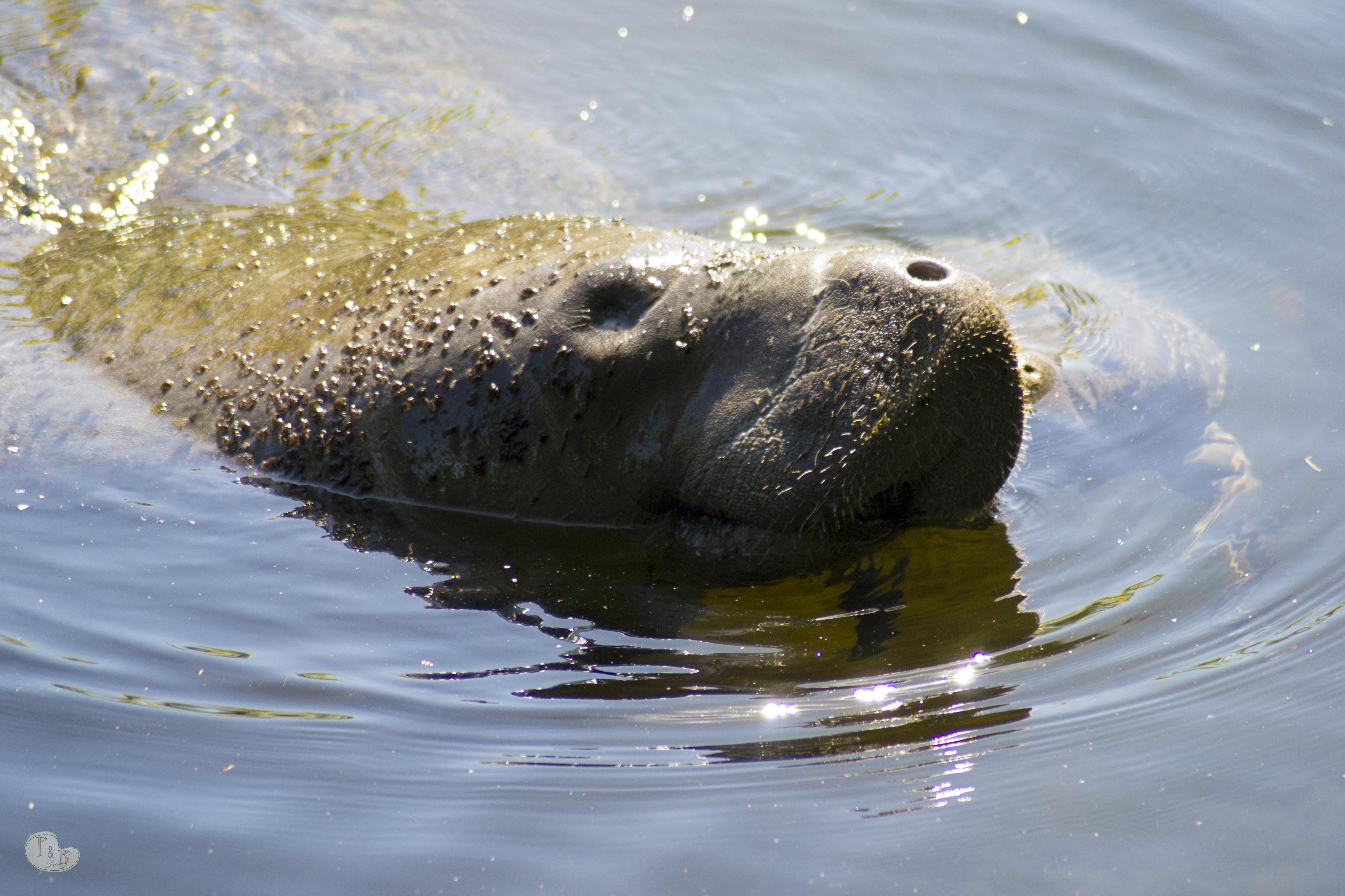 Manatees | Scrolller