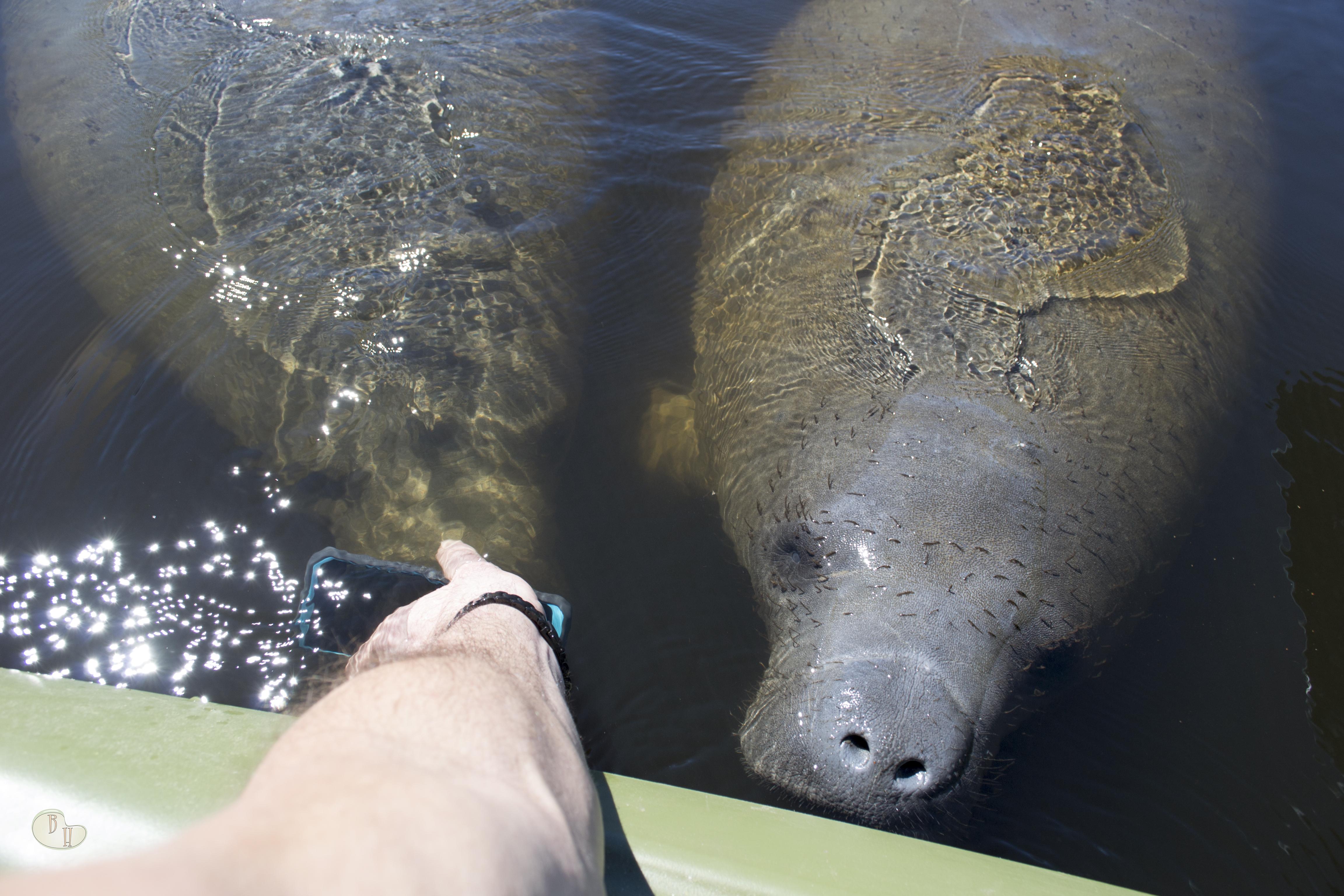 Manatees | Scrolller