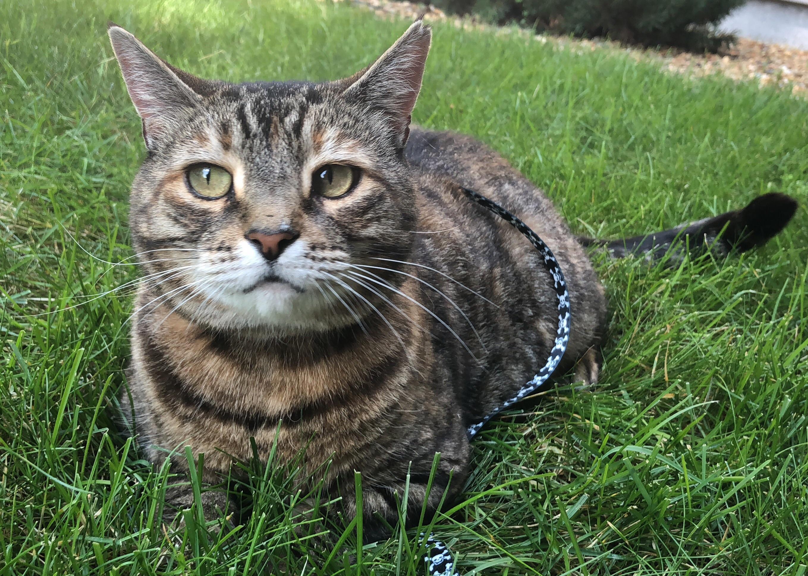 Maple Loaf | Scrolller