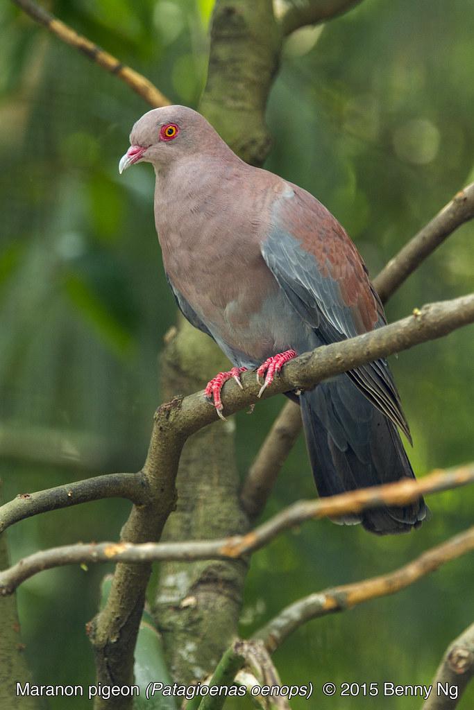 Maranon Pigeon | Scrolller