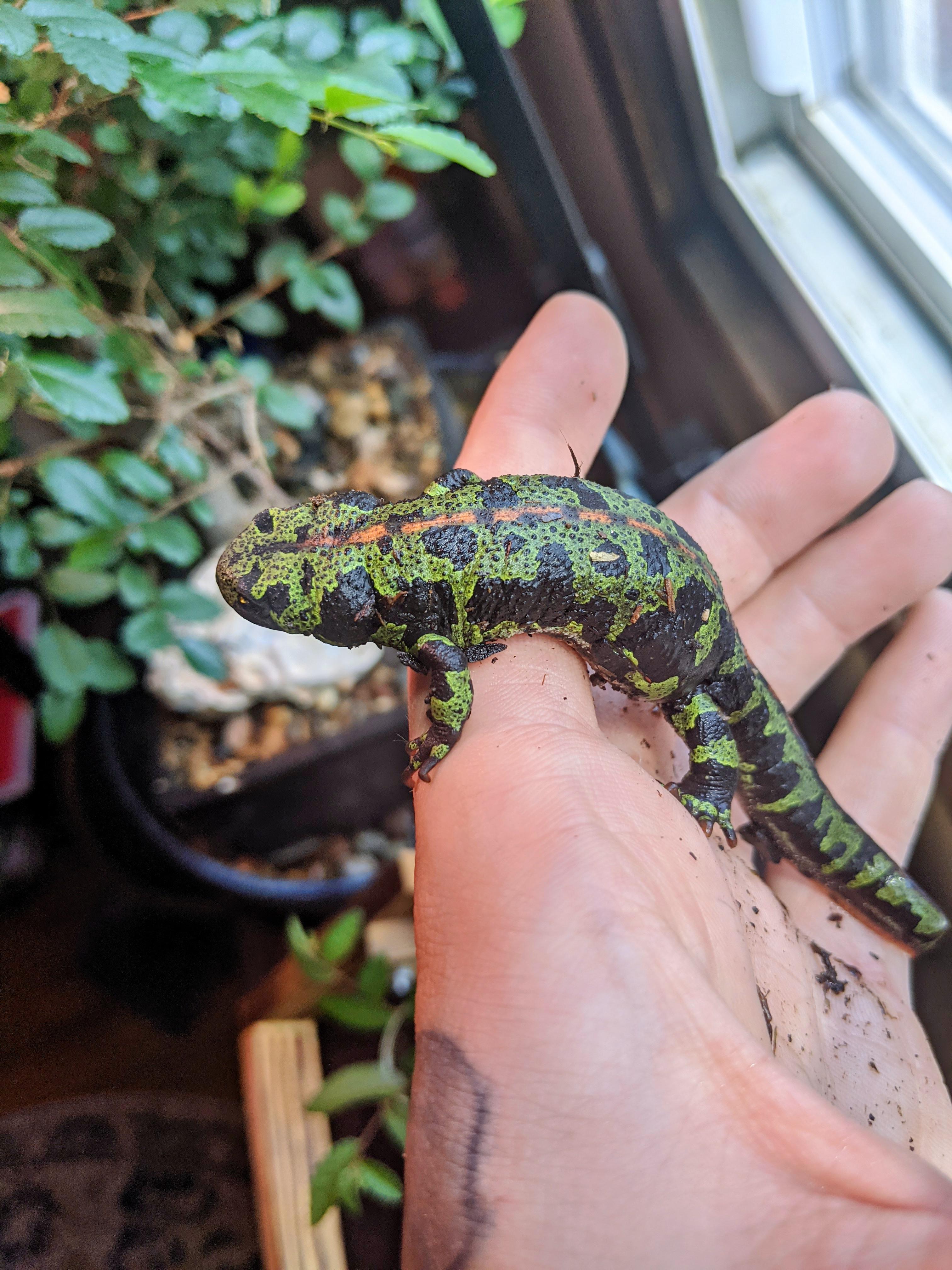 Marbled newt | Scrolller