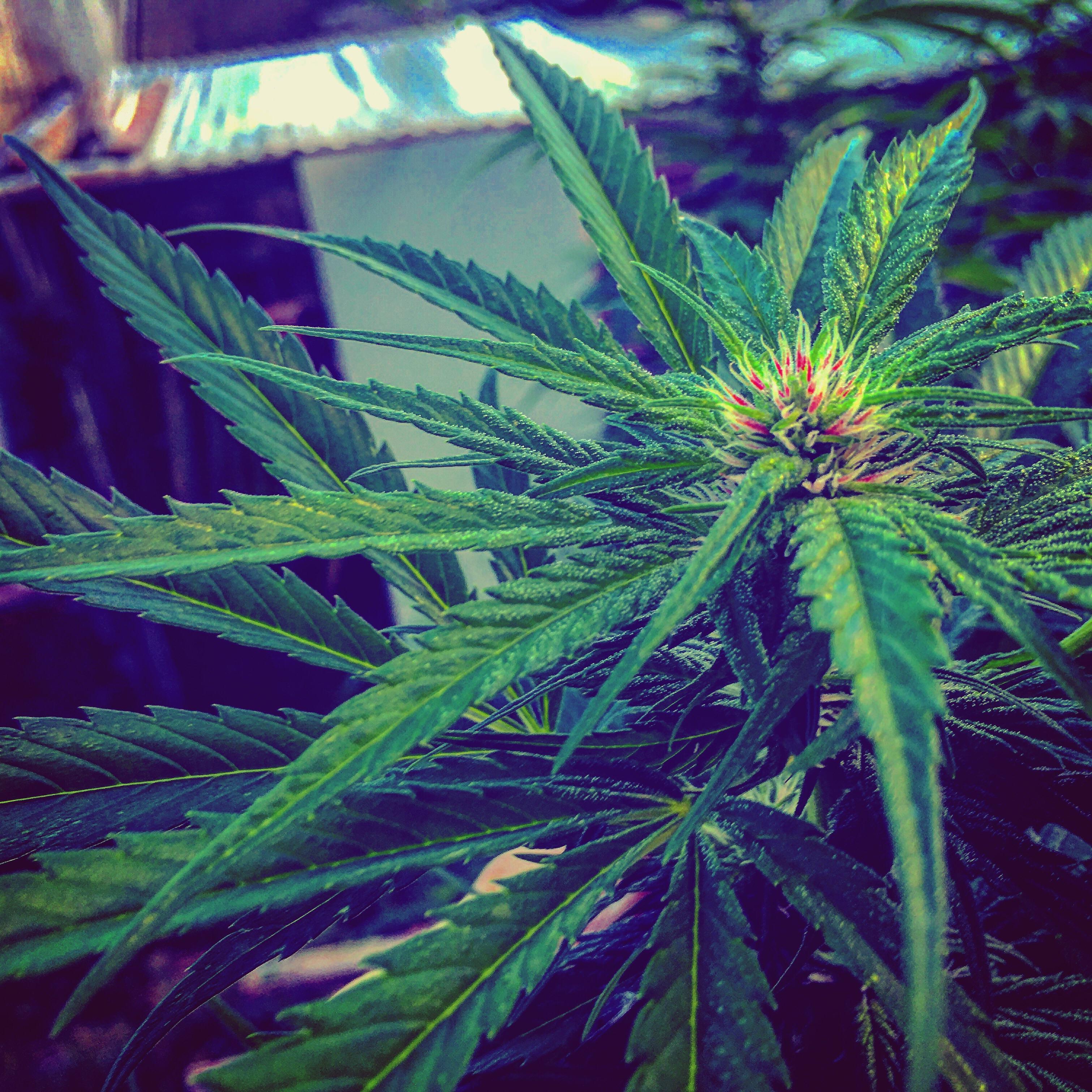 Marijuana | Scrolller