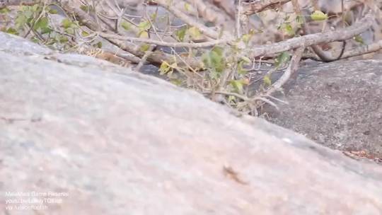 Master of stealth | Scrolller