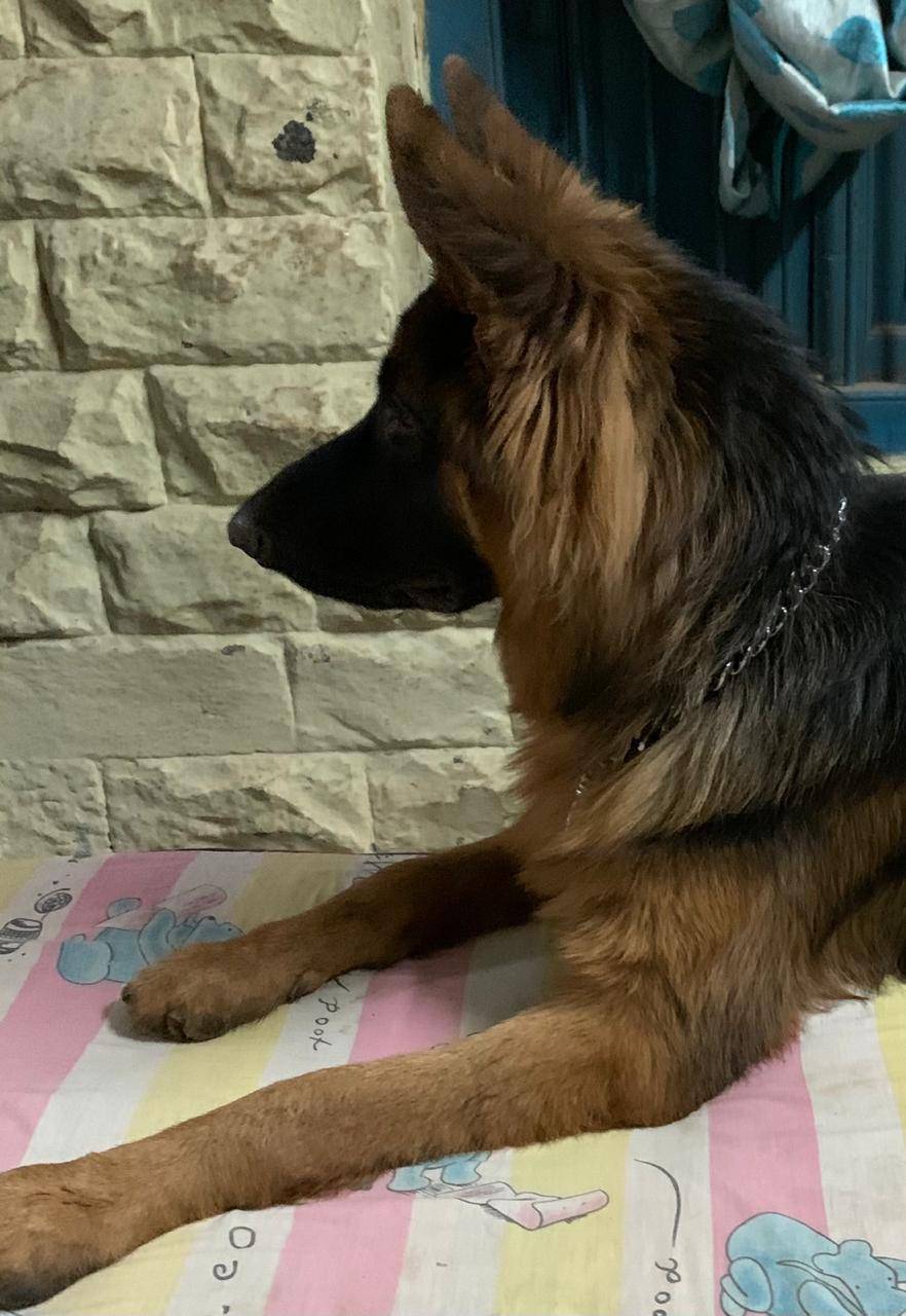 Max, 7 month old German Shepherd | Scrolller