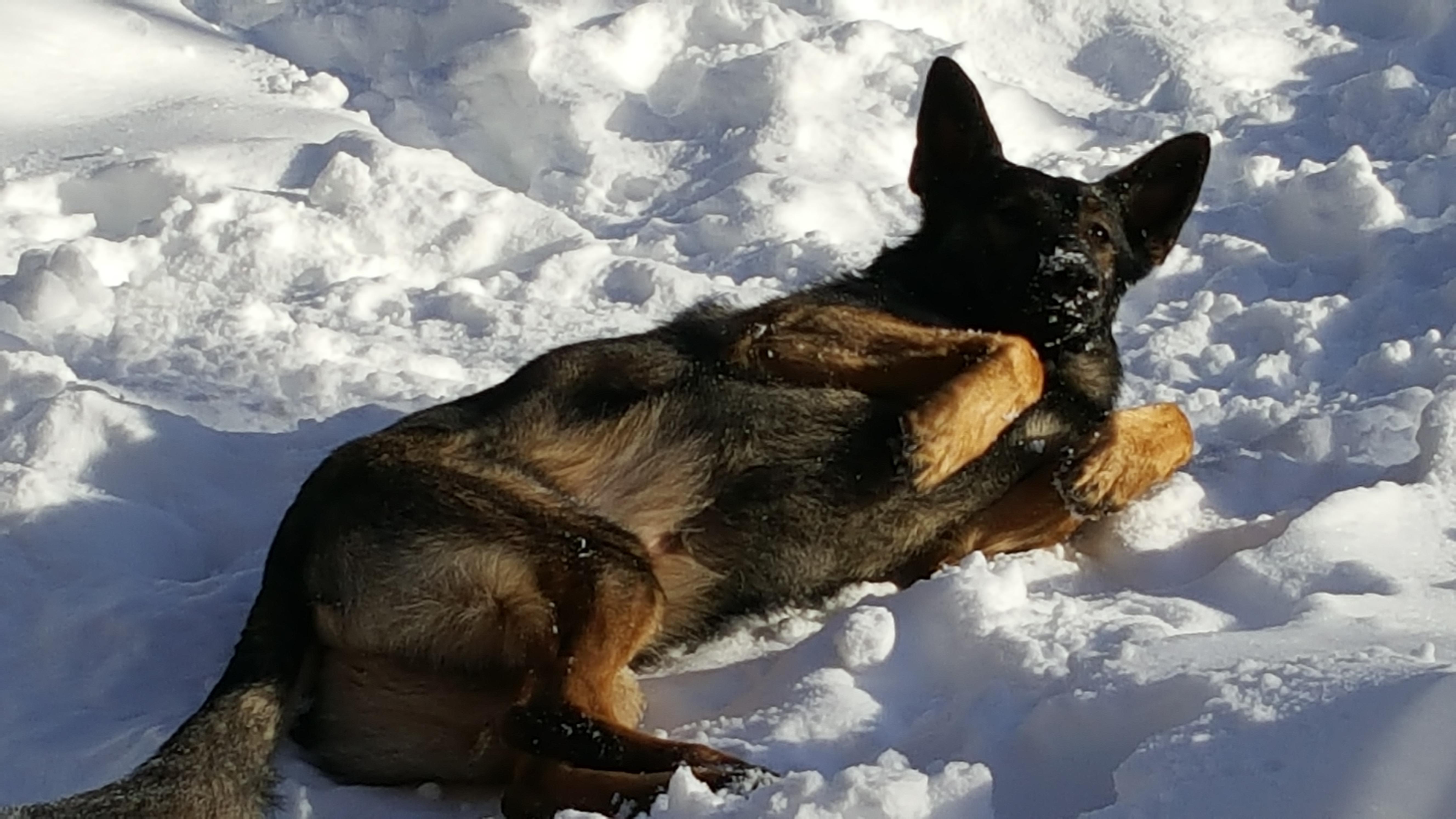 Max enjoys fresh snowfall | Scrolller