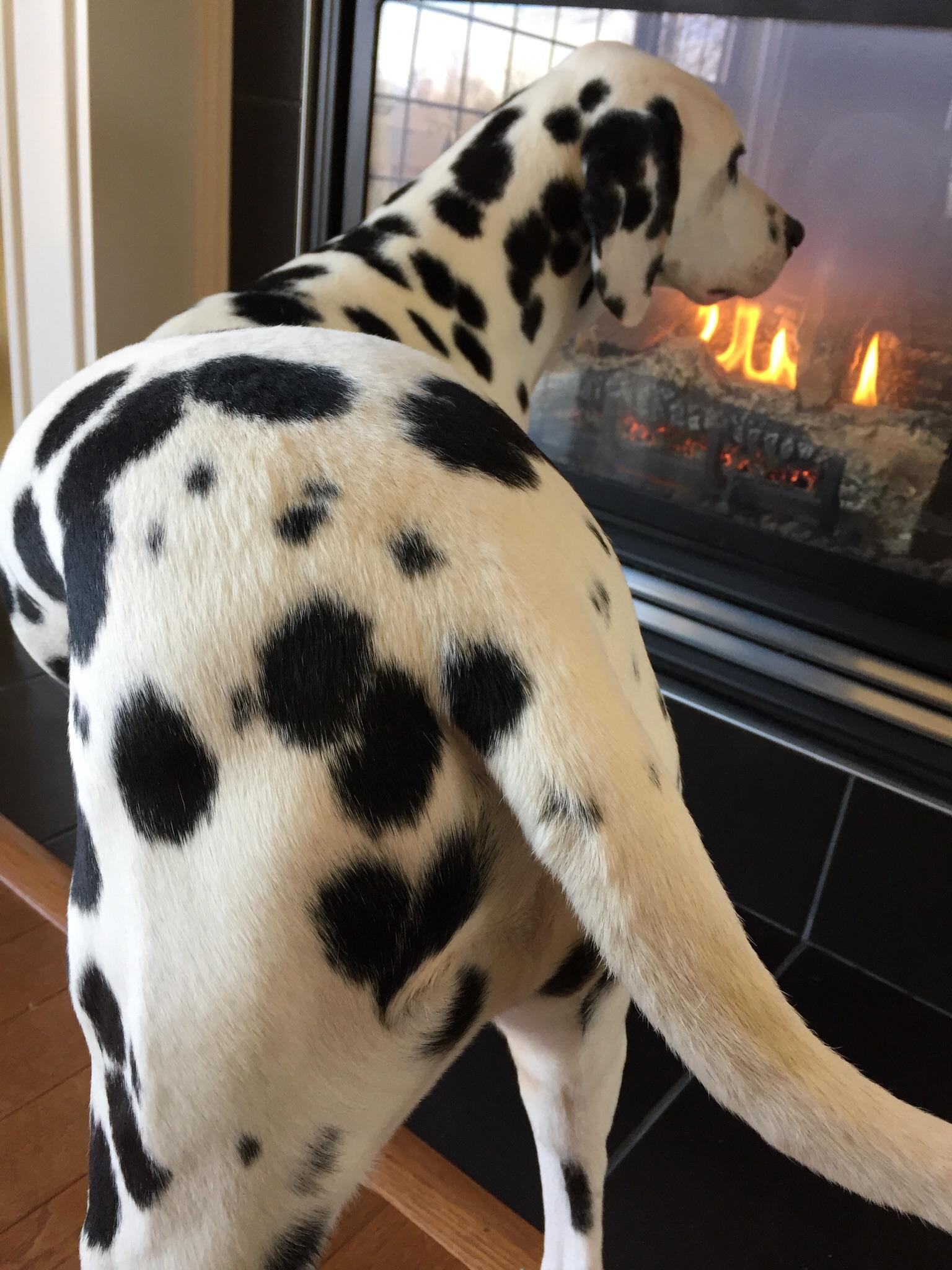 Max has a heart on his butt and he loves the fireplace. | Scrolller