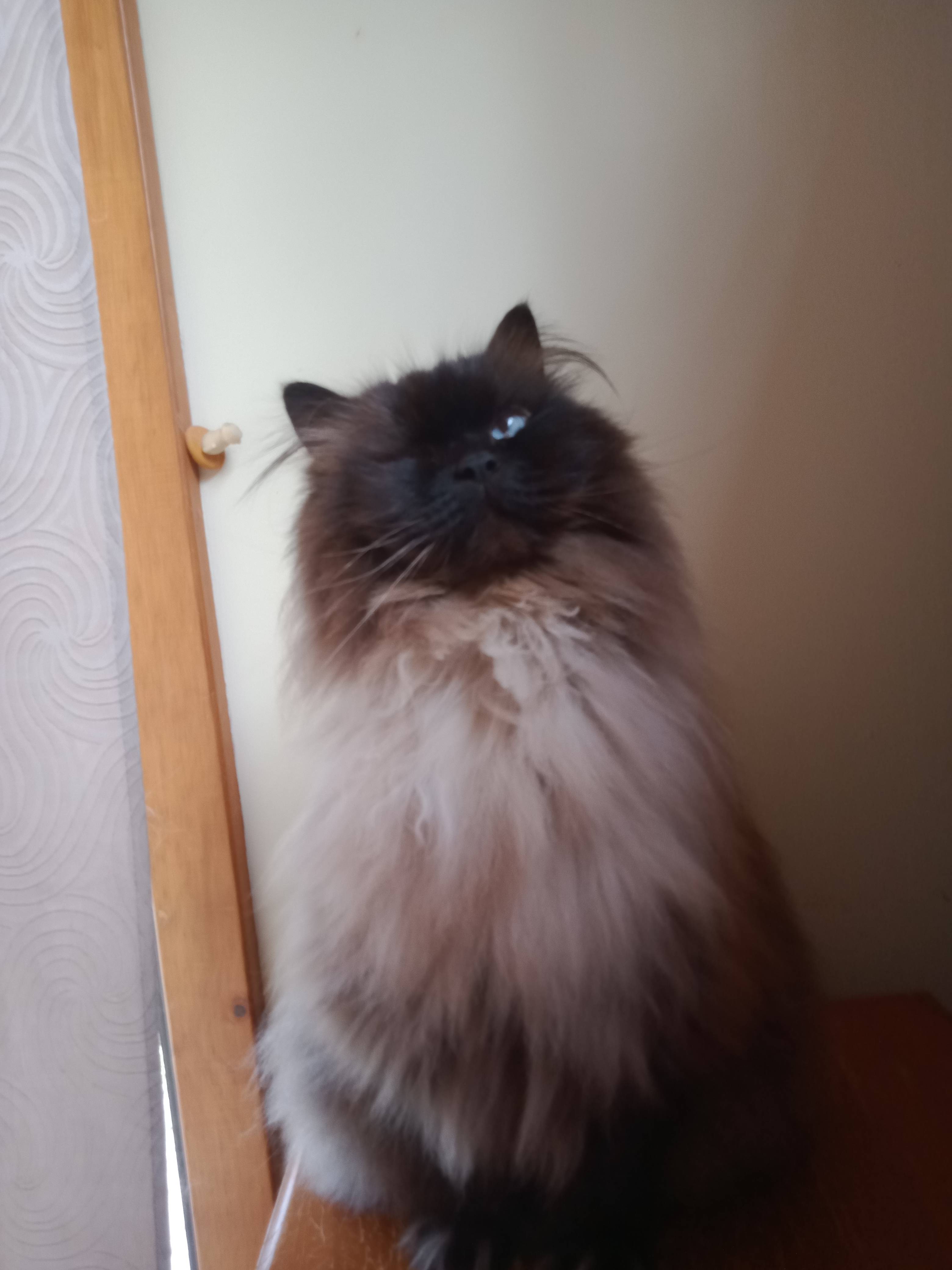 May I post my Noodles? Please meet Mister Boots. | Scrolller