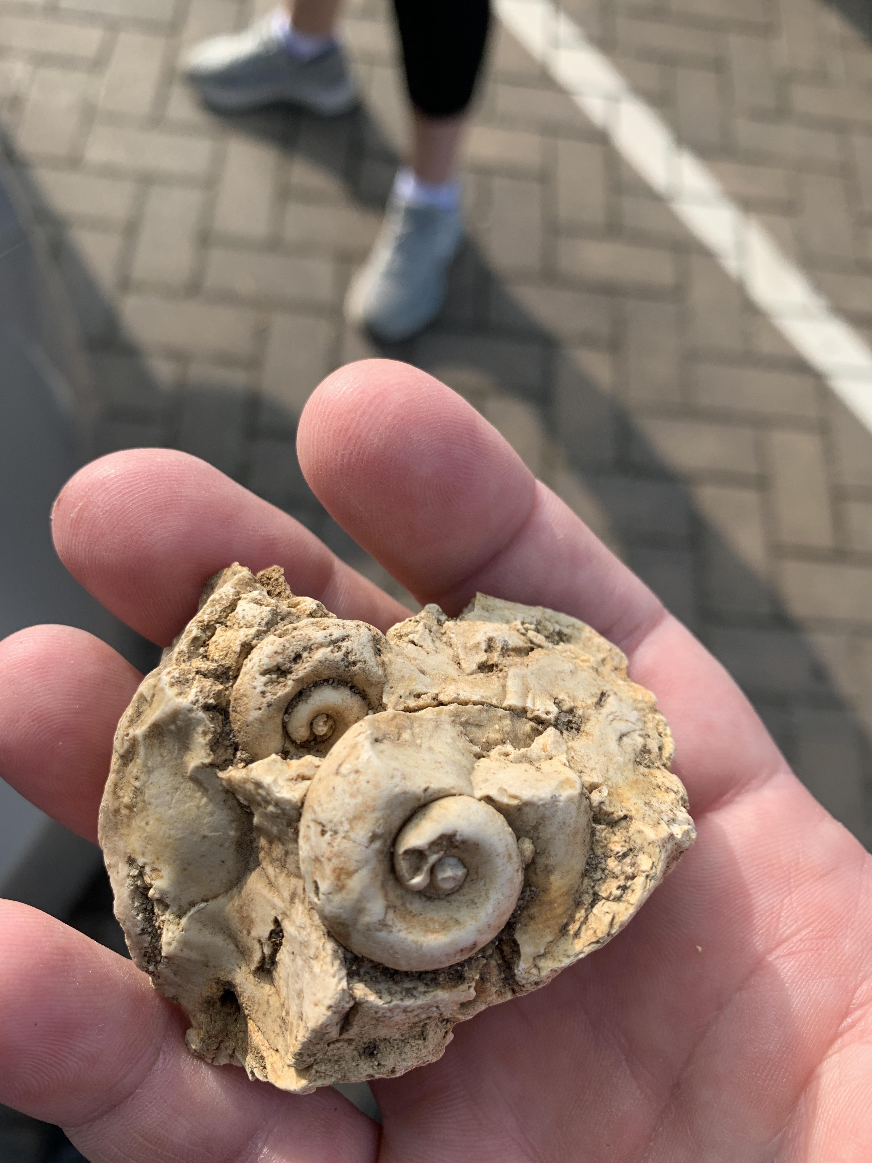 Maybe a fossil? Seeking help in identifying this. | Scrolller