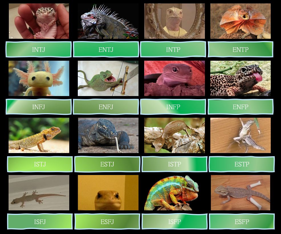 mbti as lizards | Scrolller