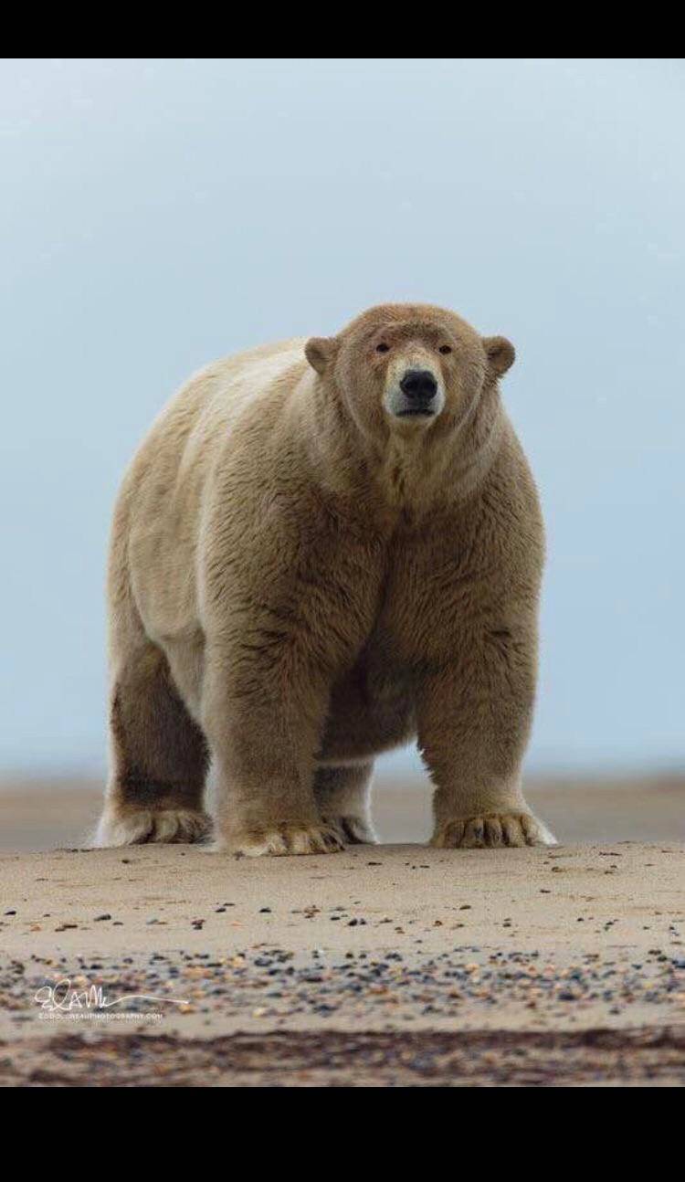 Me, polar bear, 2020 | Scrolller