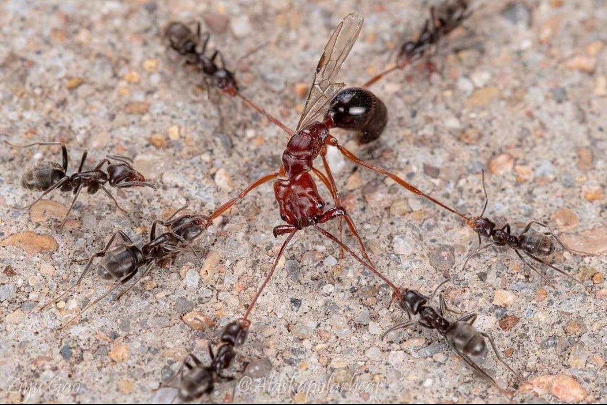 Medieval ants attack | Scrolller