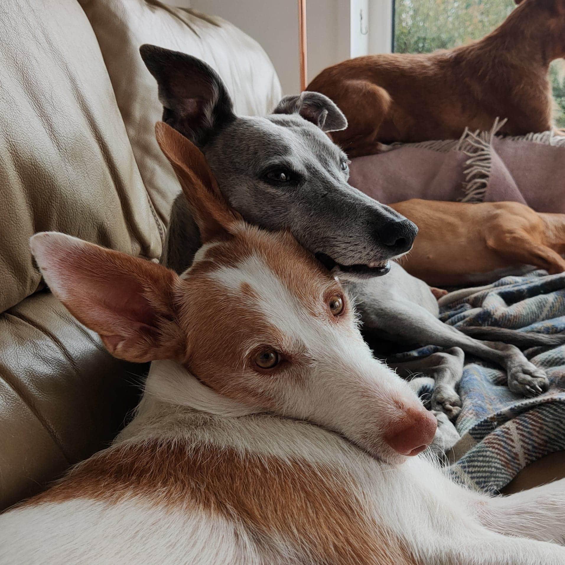 Medium sized snozzles. Whippet vs Ibizan hound | Scrolller