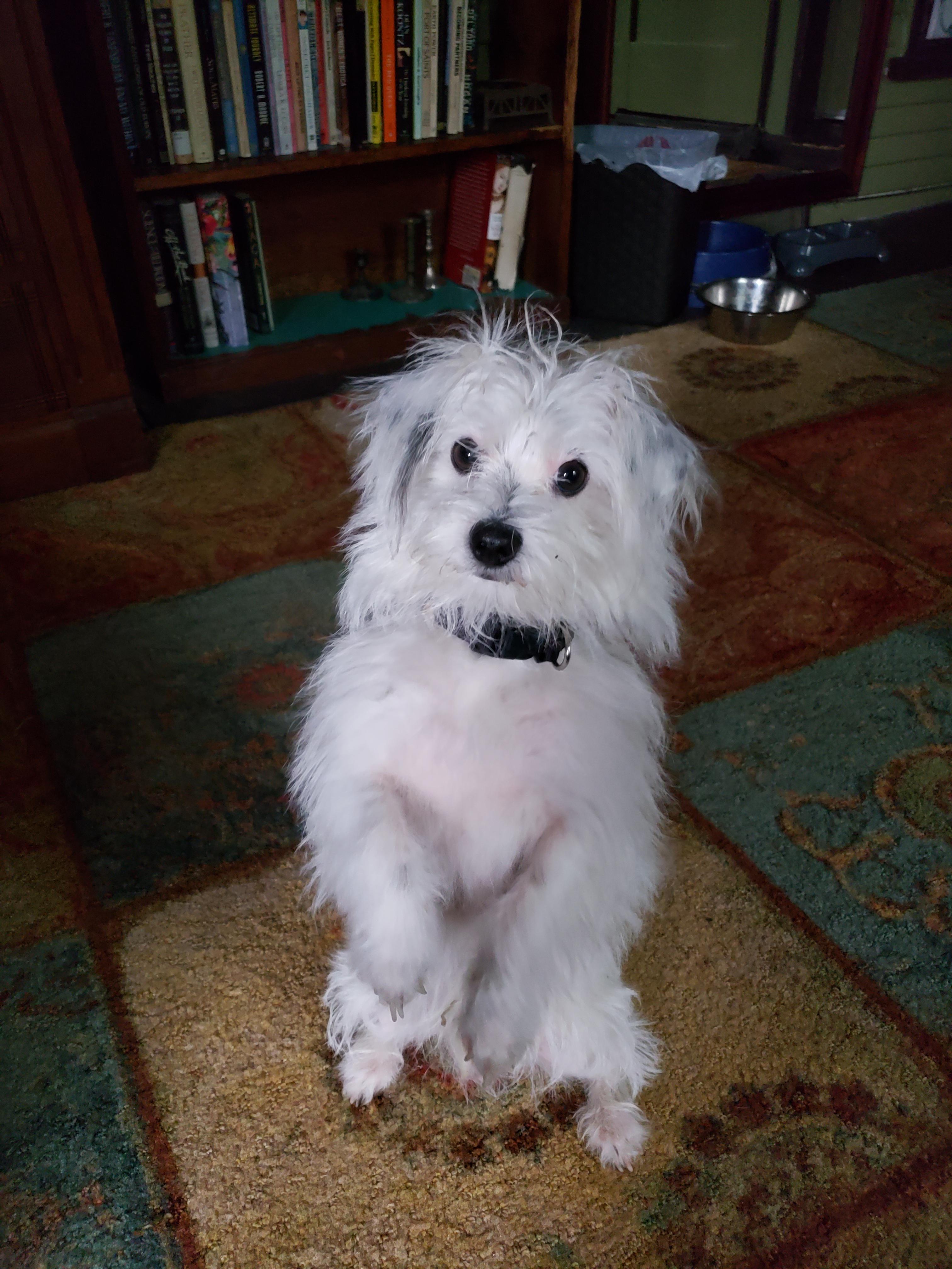 Meet Archie! :-) | Scrolller