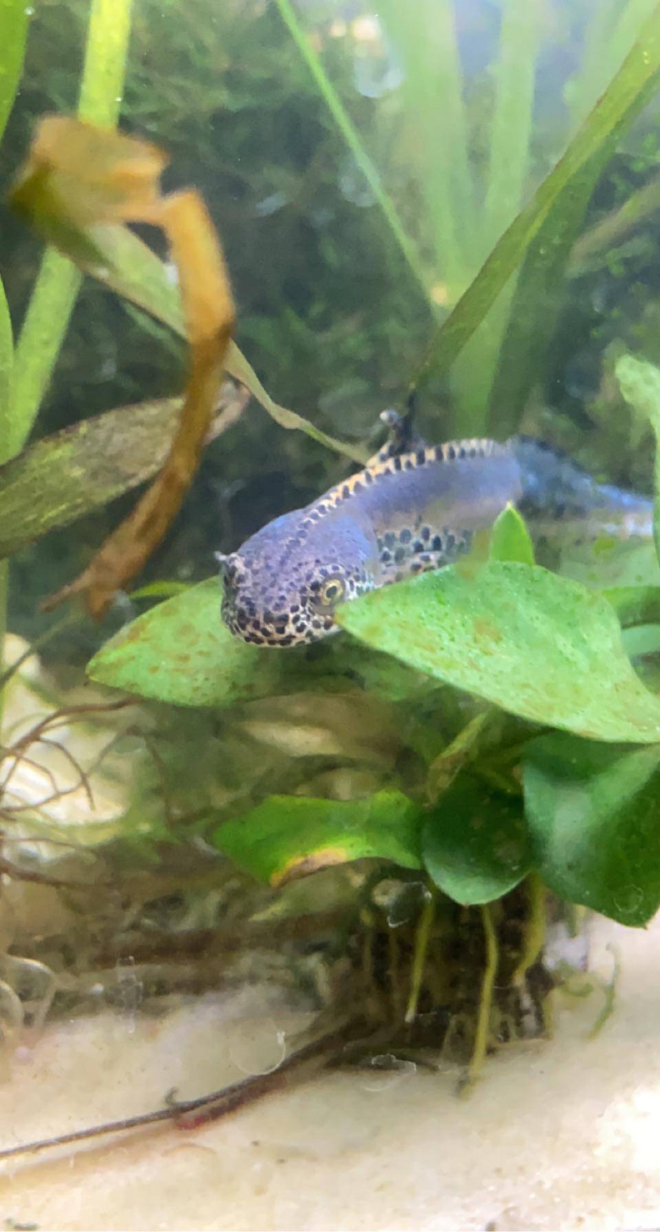 Meet Atlas, in his full breeding-season glory | Scrolller