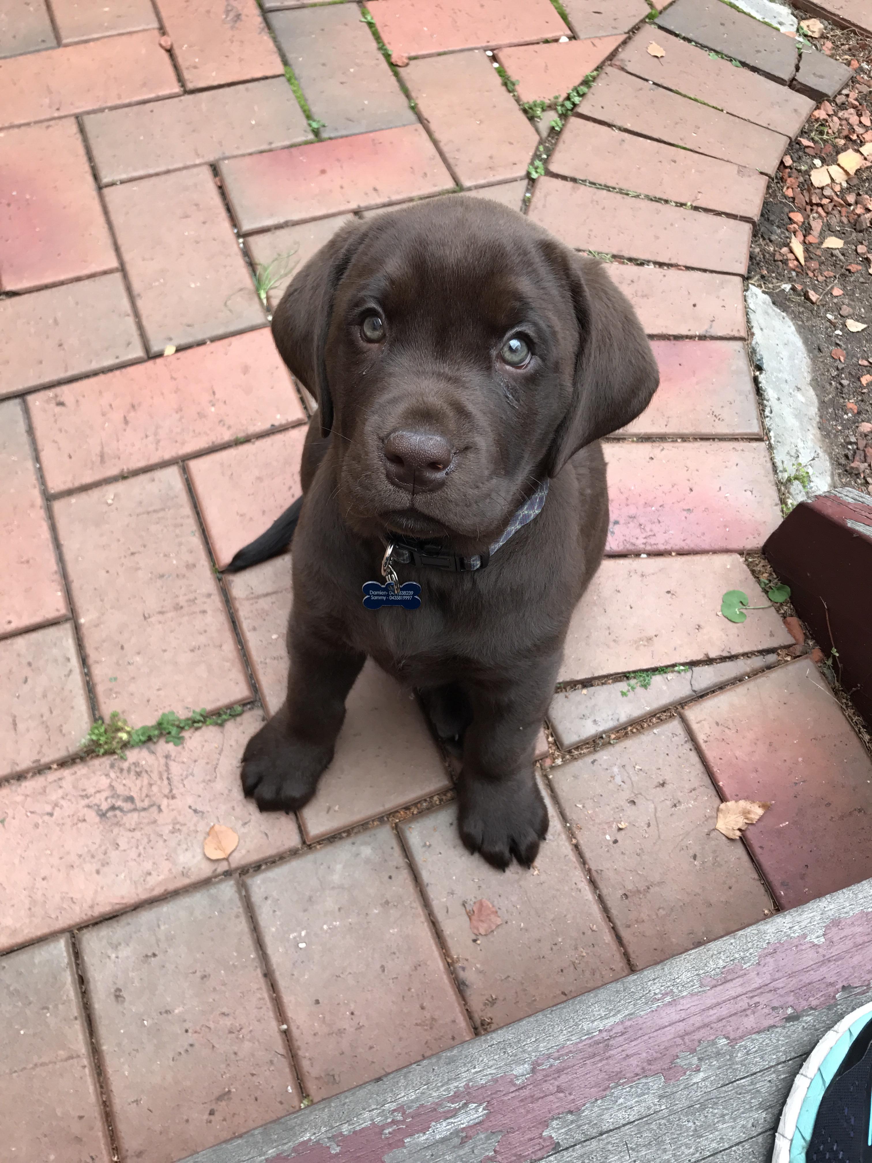 Meet Barney! | Scrolller