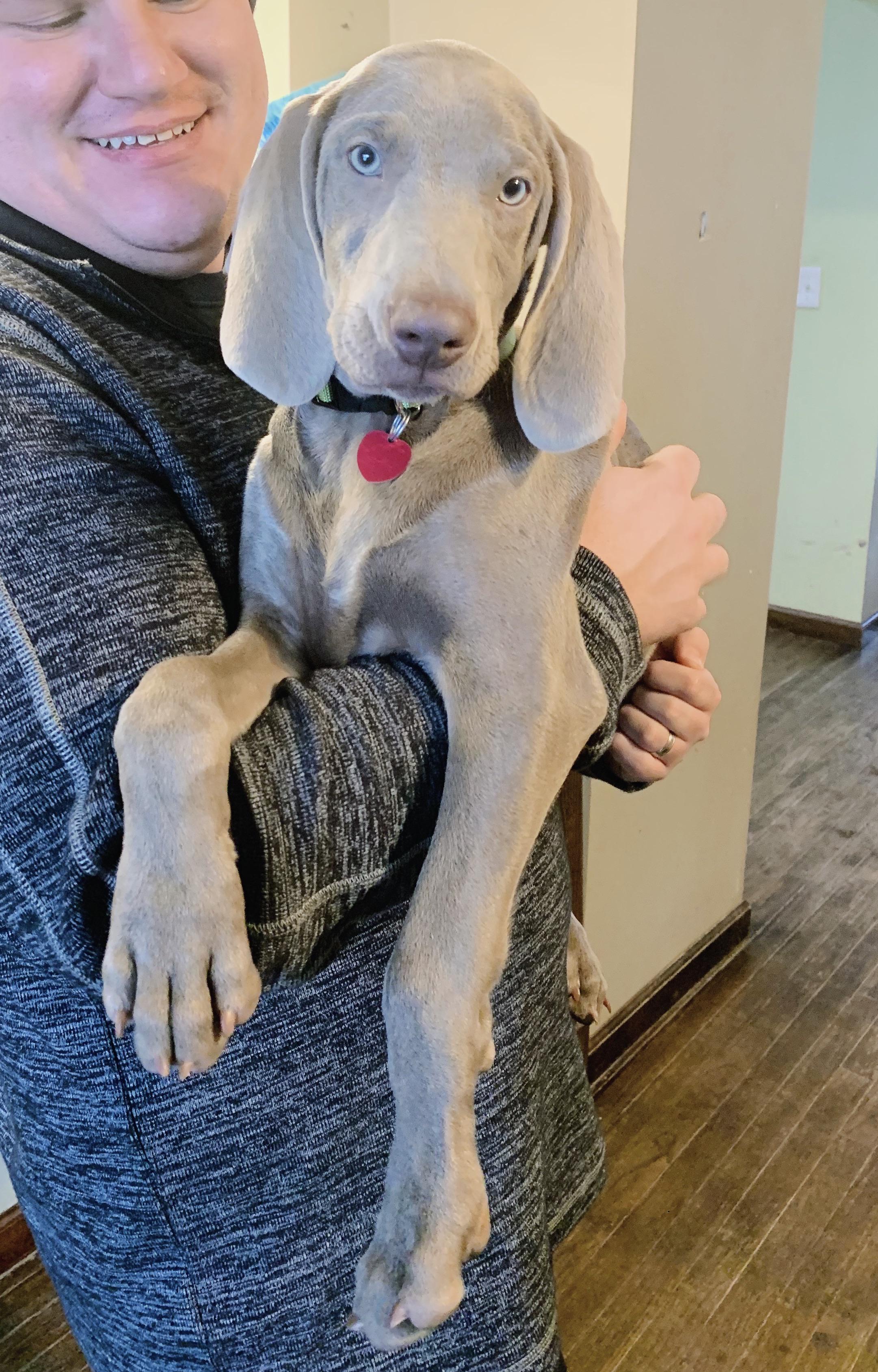 Meet Beau! Picked this guy up today. | Scrolller