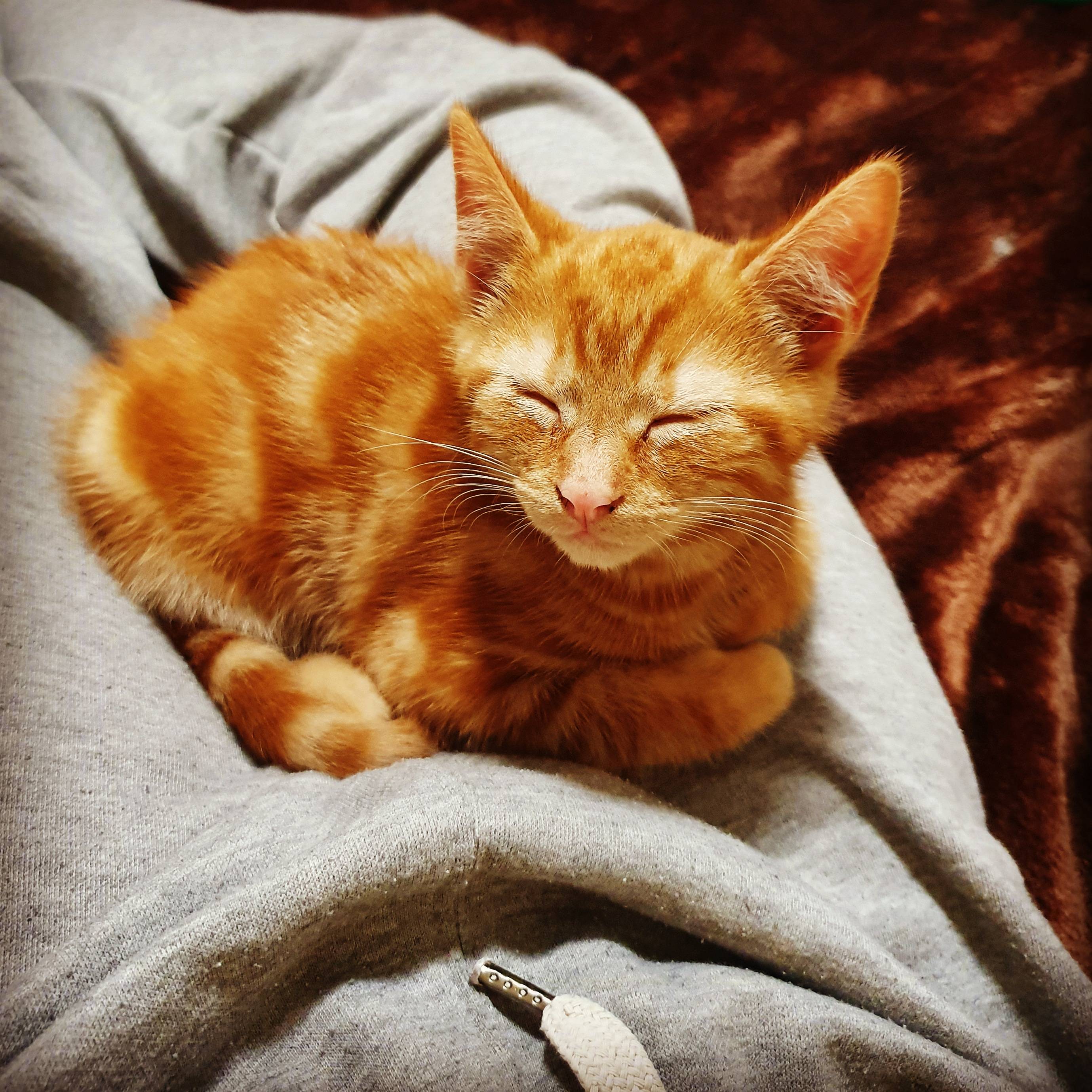 Meet Biscuits | Scrolller