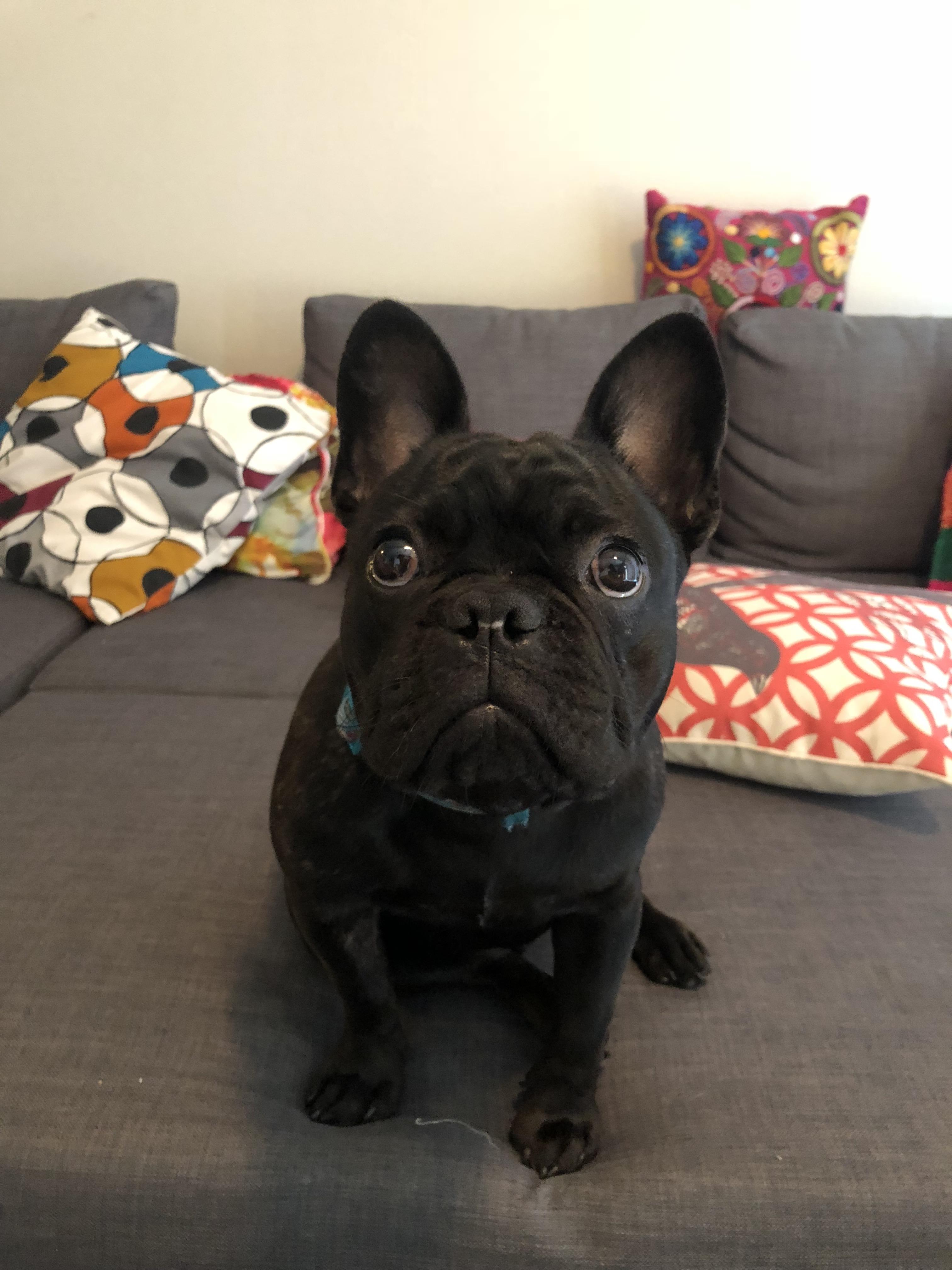 Meet Bruno. | Scrolller