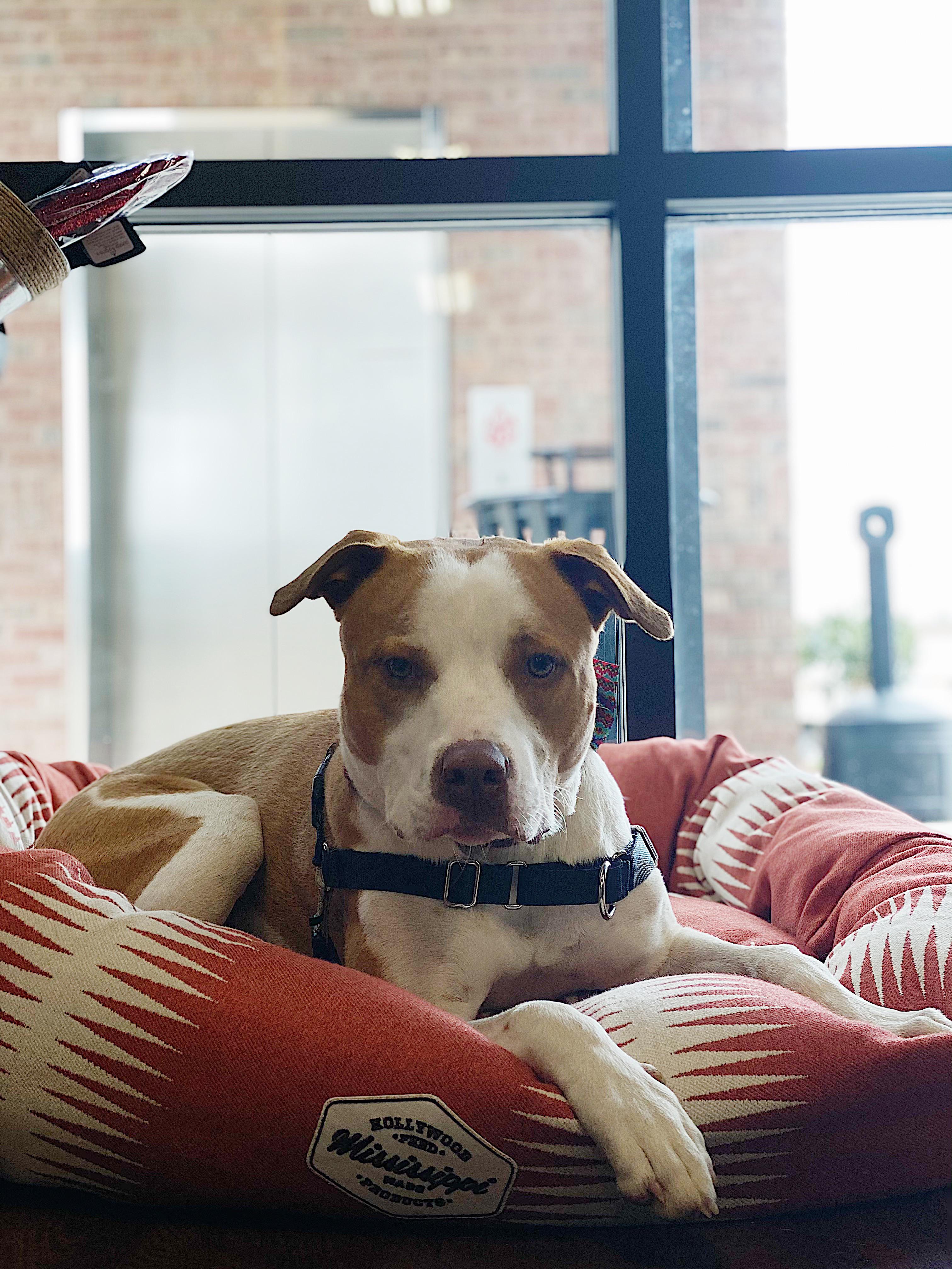 Meet Bully Butcher🖤 | Scrolller