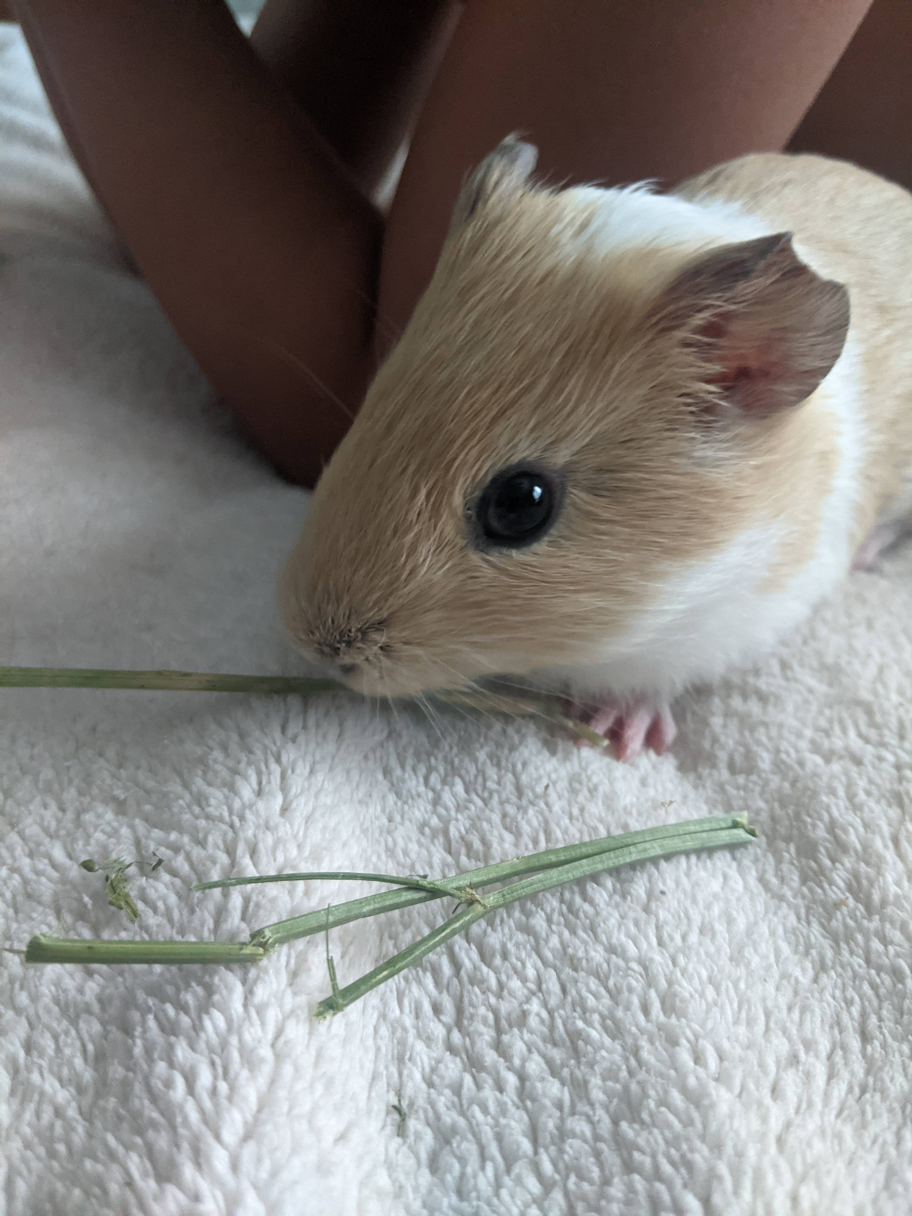 Meet Butterscotch, our first pig and newest addition to the zoo! | Scrolller