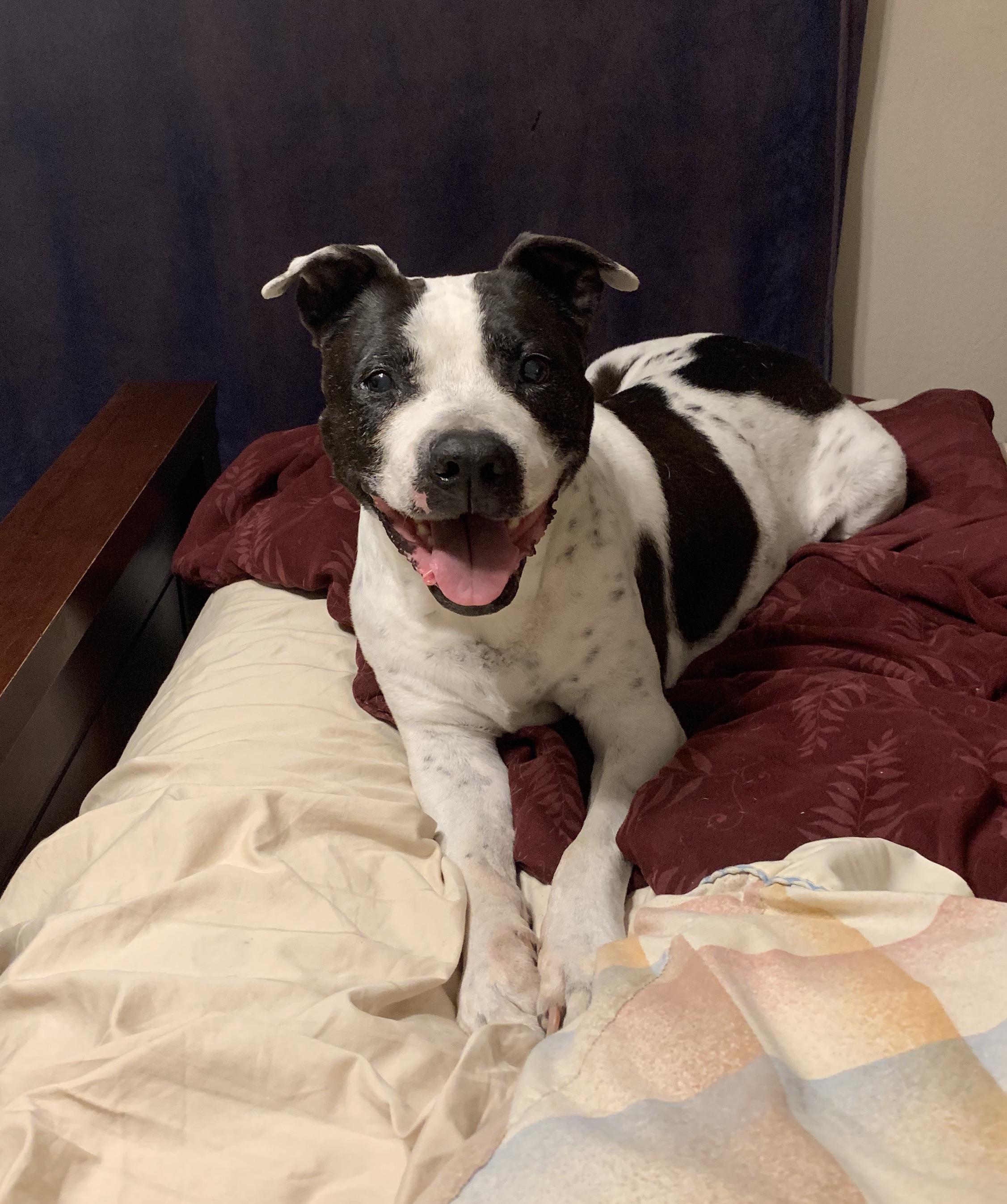 Meet Chewy! He just celebrated his 15th birthday in May. He’s slowing down a bit, but as you can ...