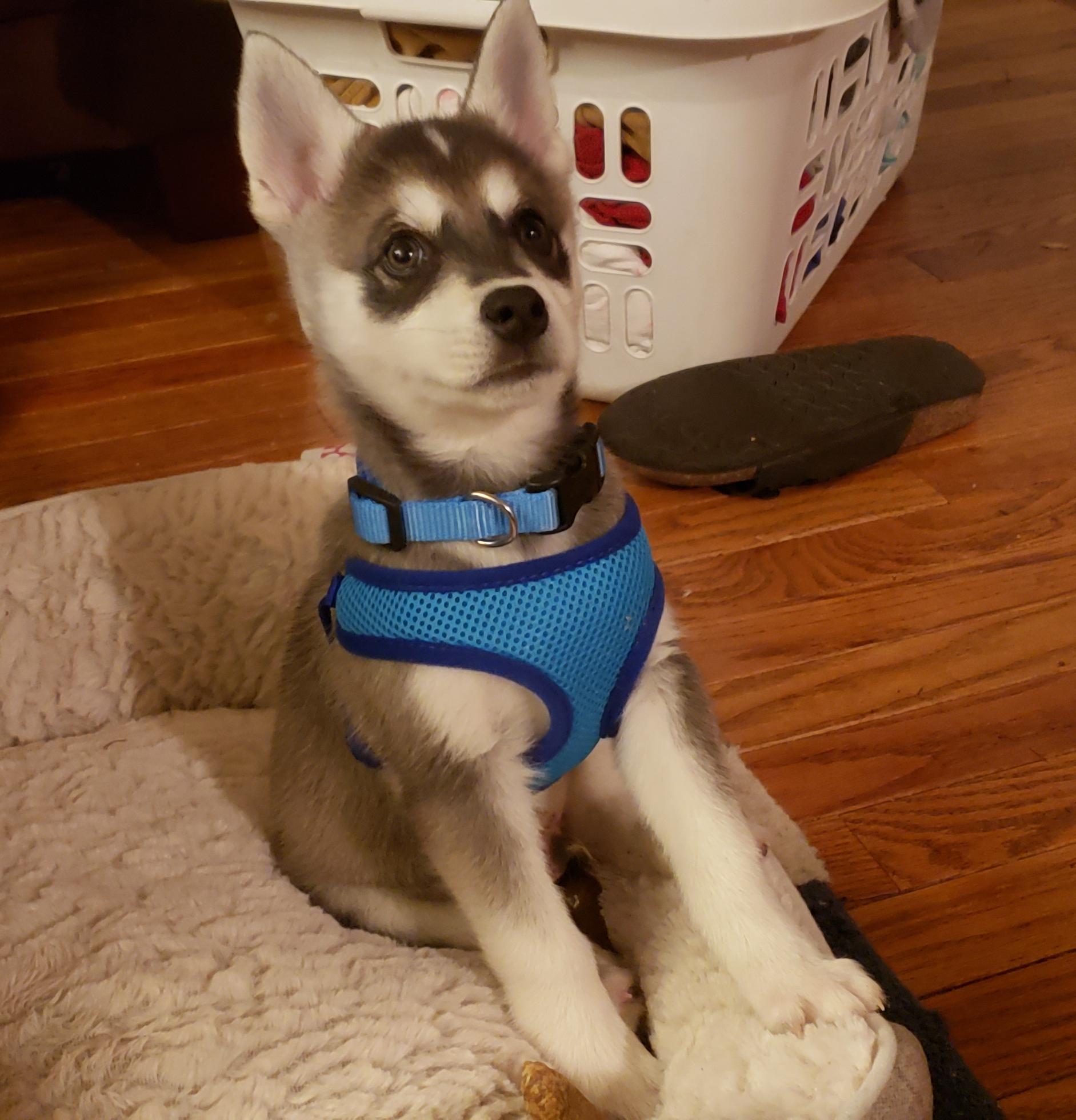 Meet Cleo, the Kai! | Scrolller