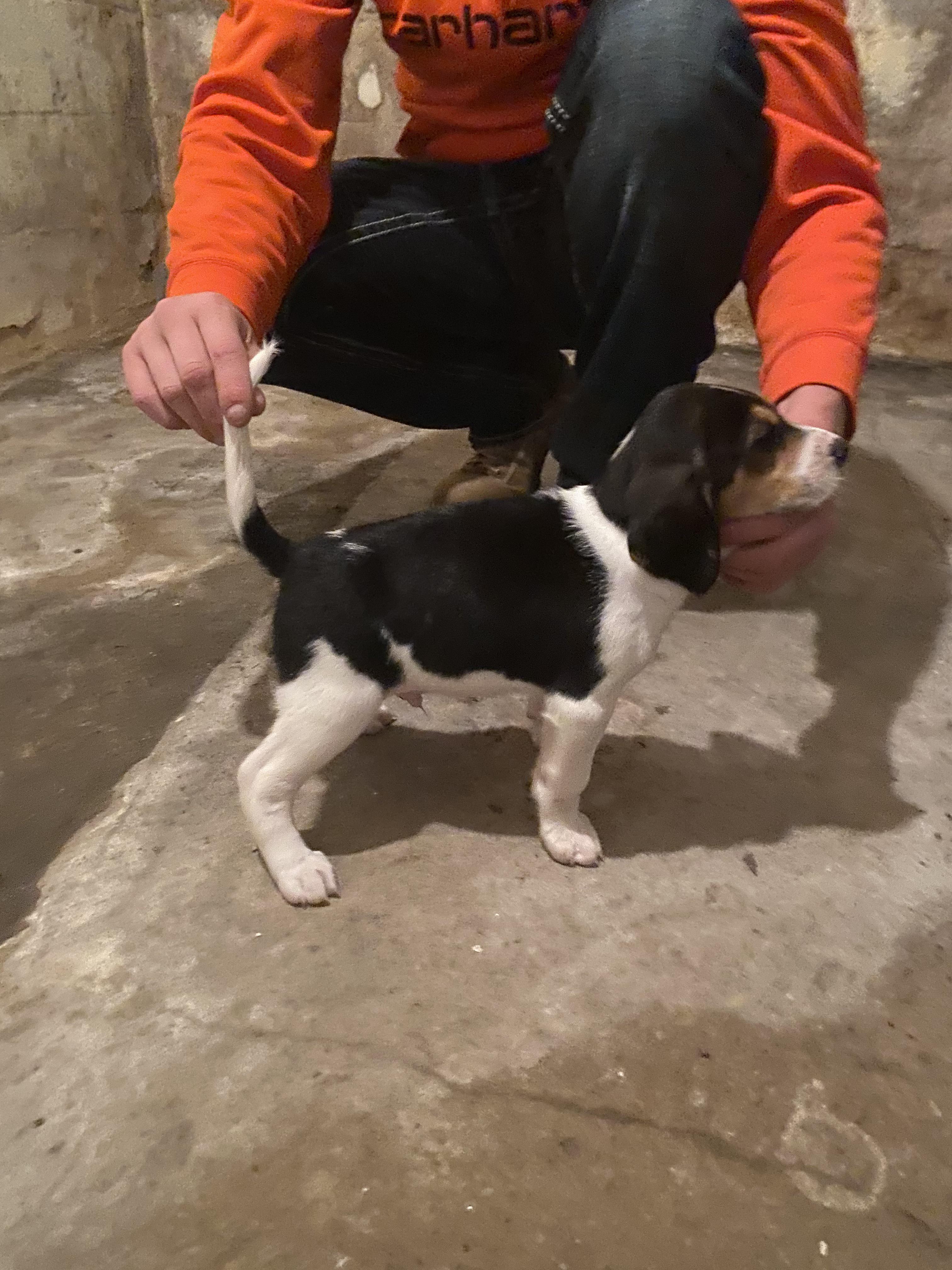 Meet Clyde new addition to my pack | Scrolller