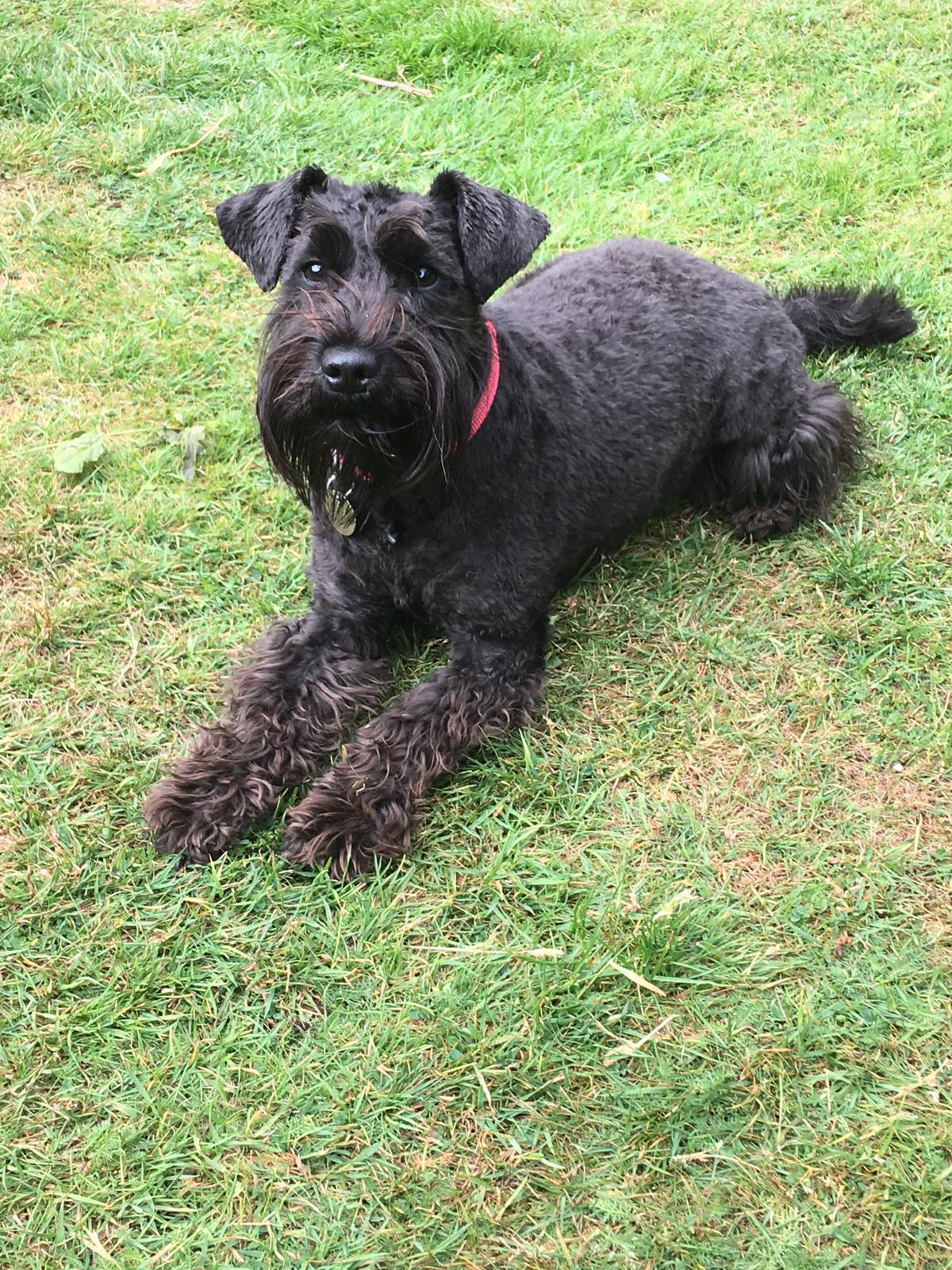 Meet Coco :) | Scrolller