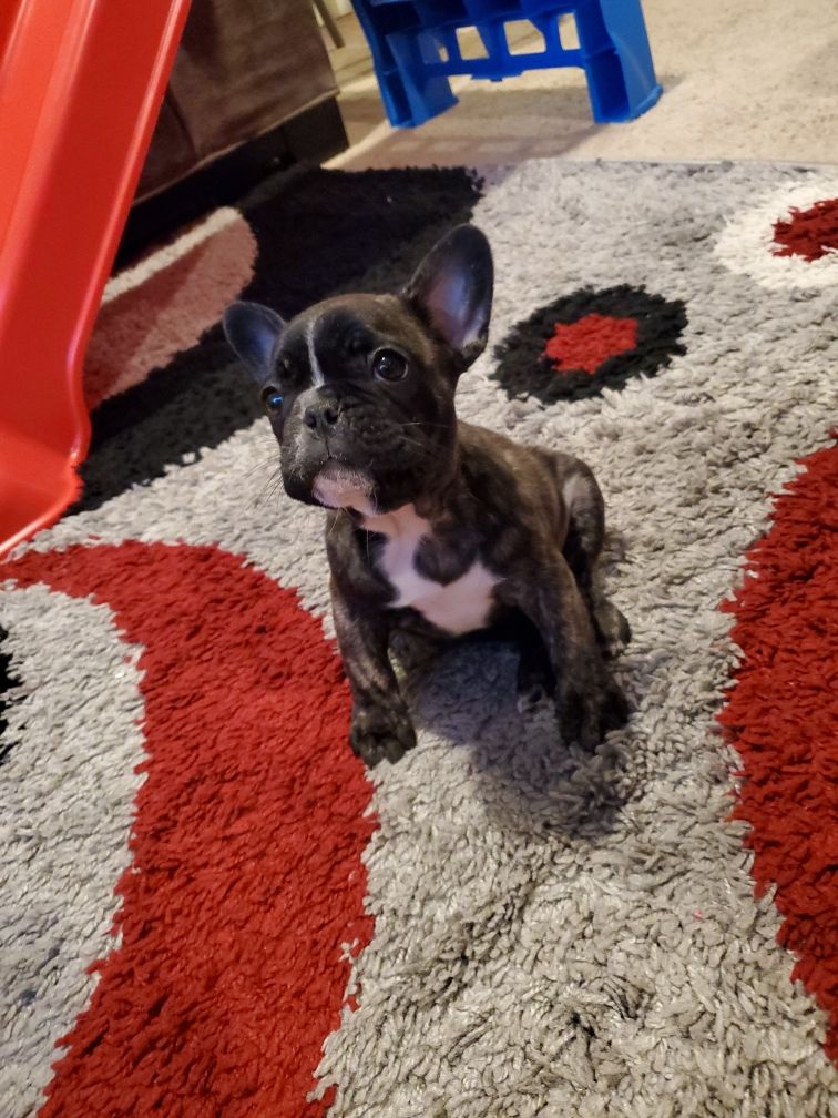 Meet Cocoa | Scrolller