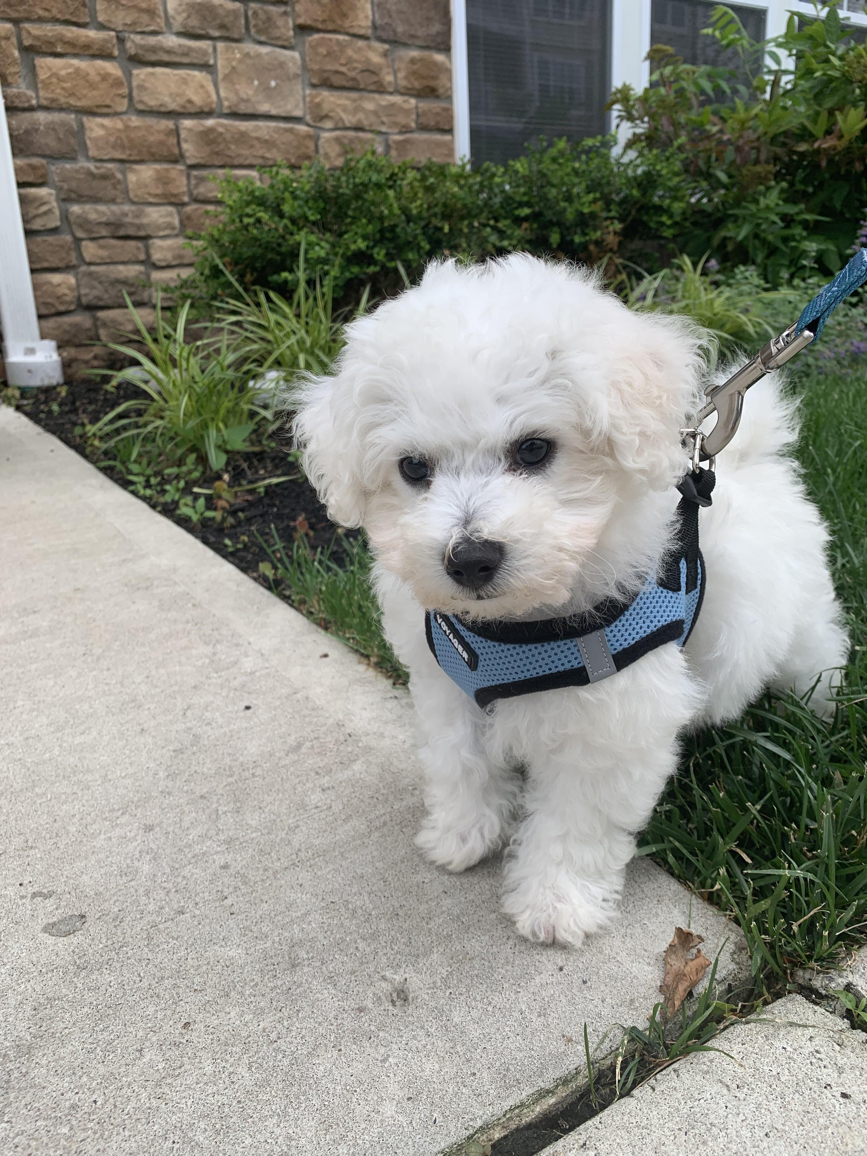 Meet Cooper! After losing my childhood Bichon of 15 years in April, I welcomed this little puppy ...