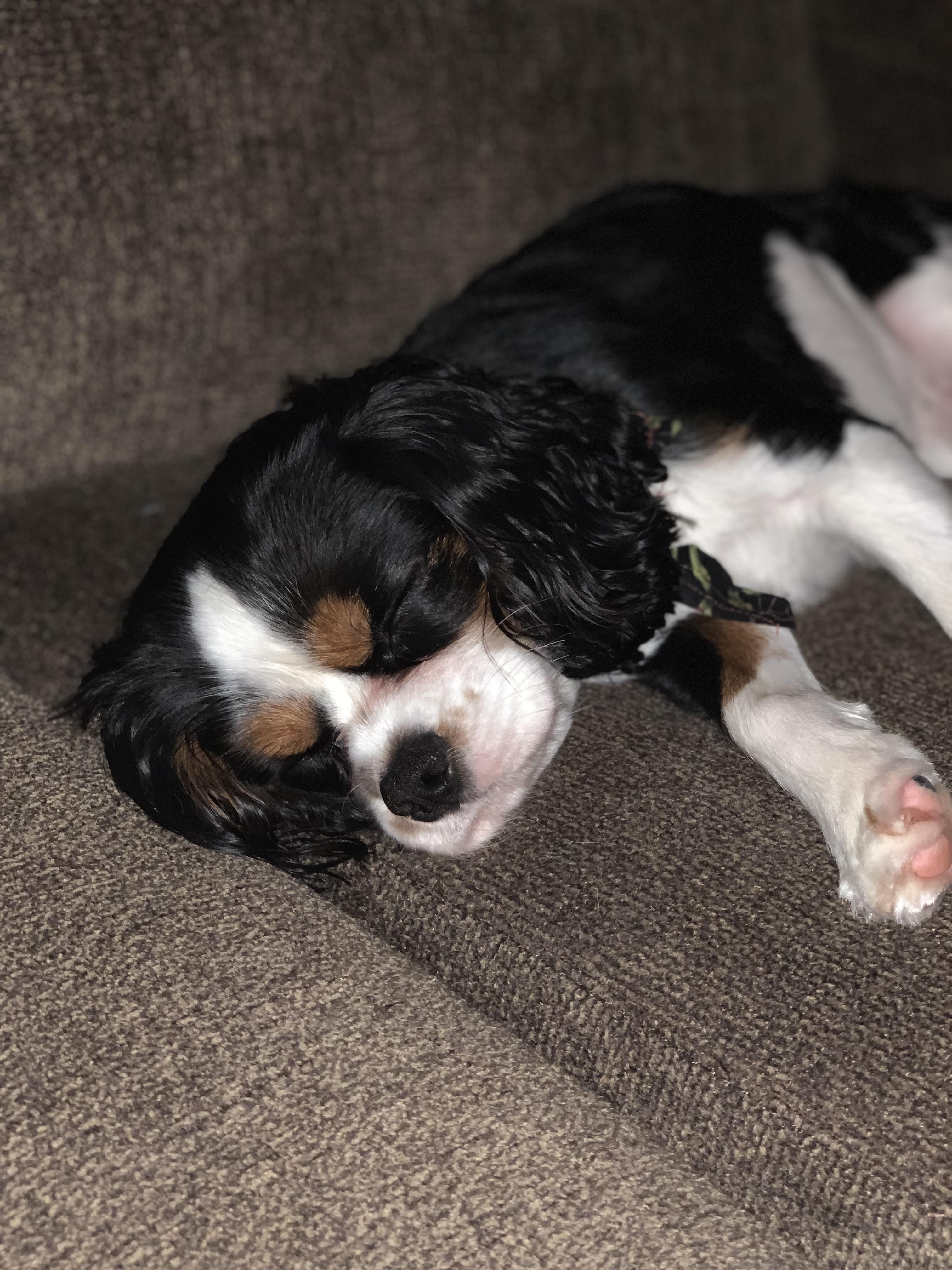 Meet Cooper, King of the couch! | Scrolller