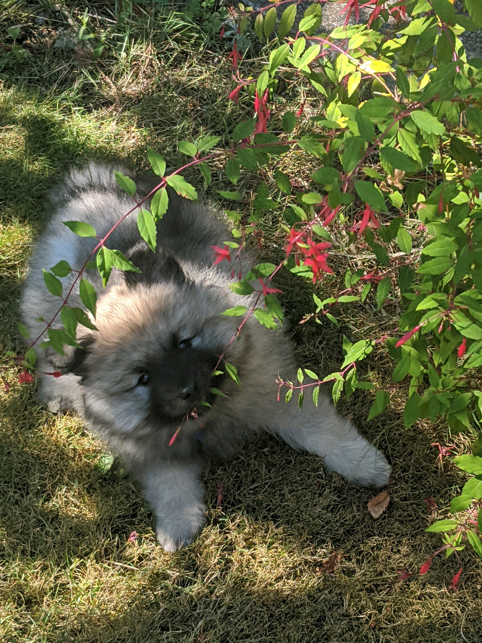 Meet Cosmo! | Scrolller