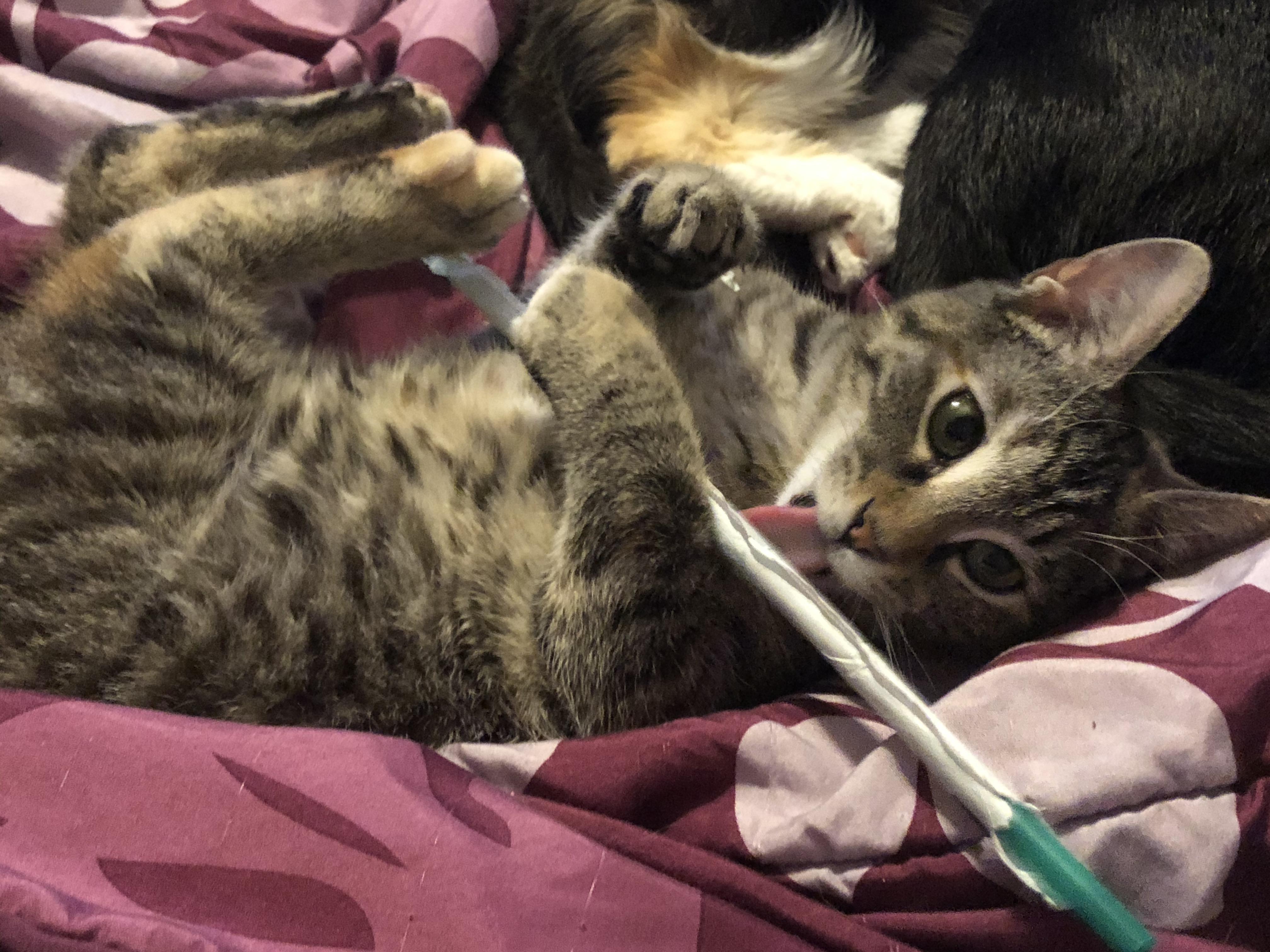 Meet Critter | Scrolller