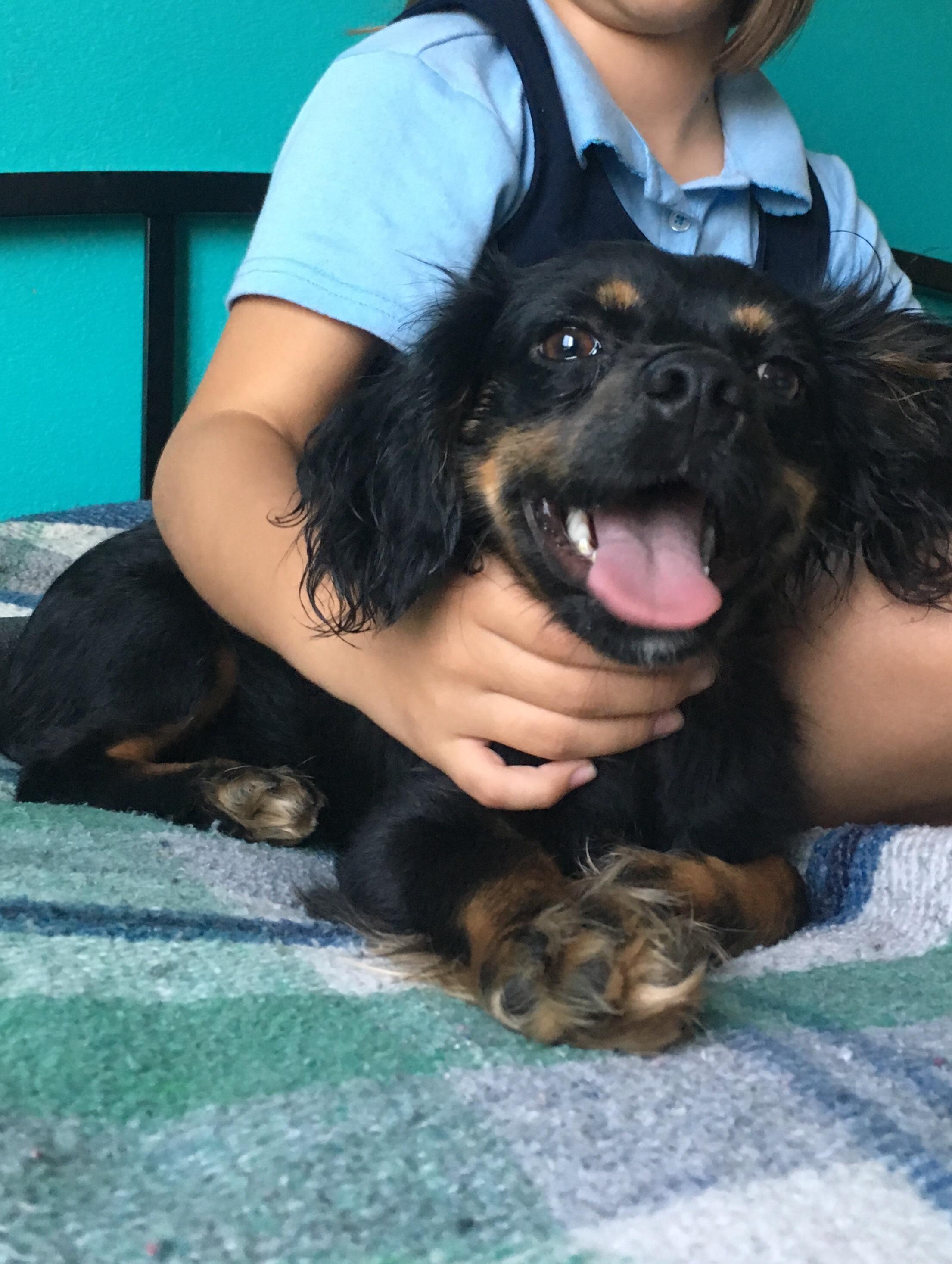 Meet Dexter, our Cavalier rescue. He’s the happiest boy! | Scrolller