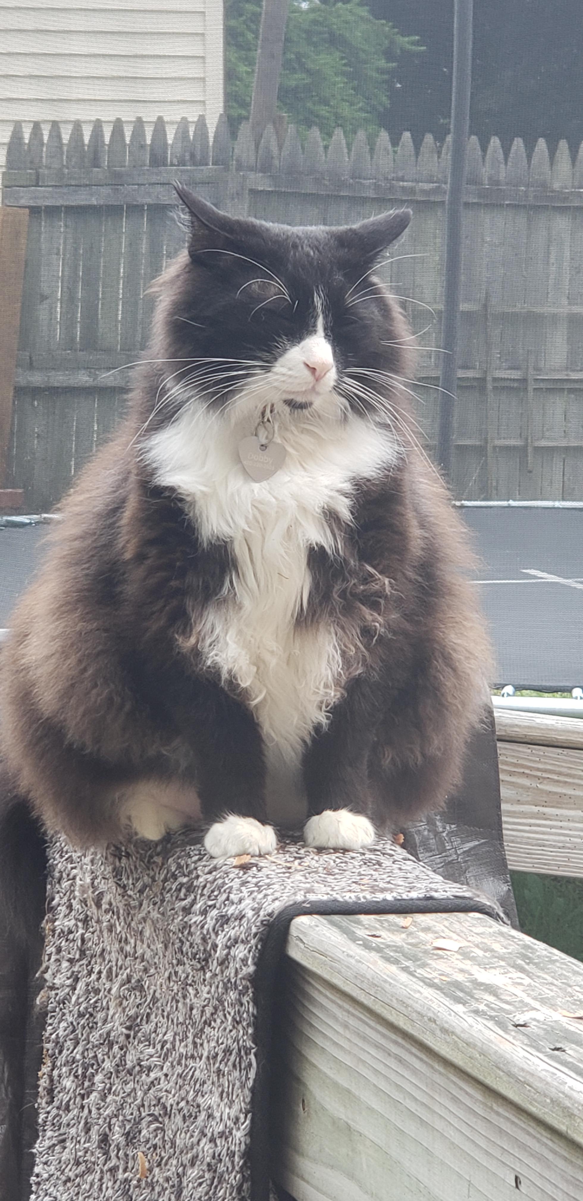 Meet Dobby | Scrolller