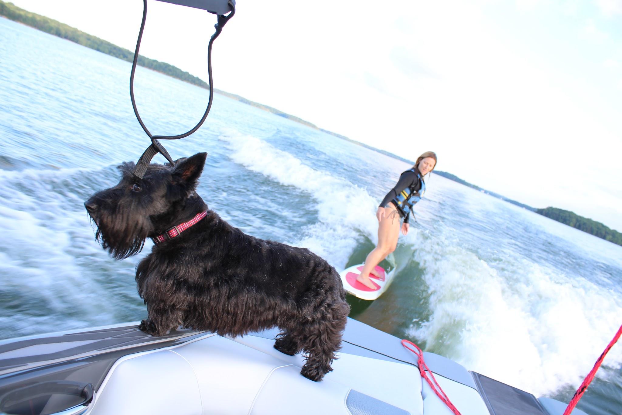Meet Dougal the Surfin Scottie | Scrolller