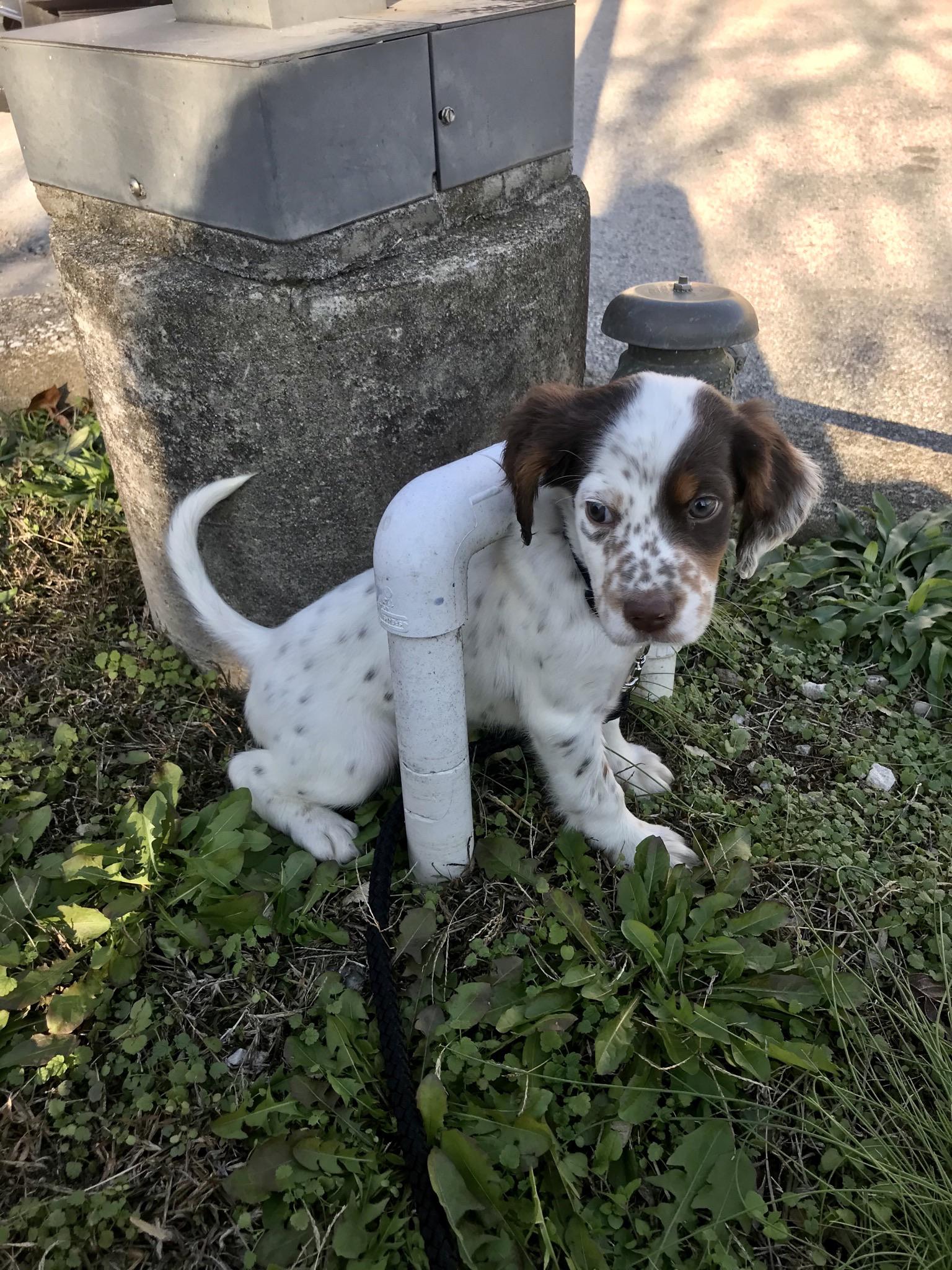 Meet Duke, the newest member of the family | Scrolller