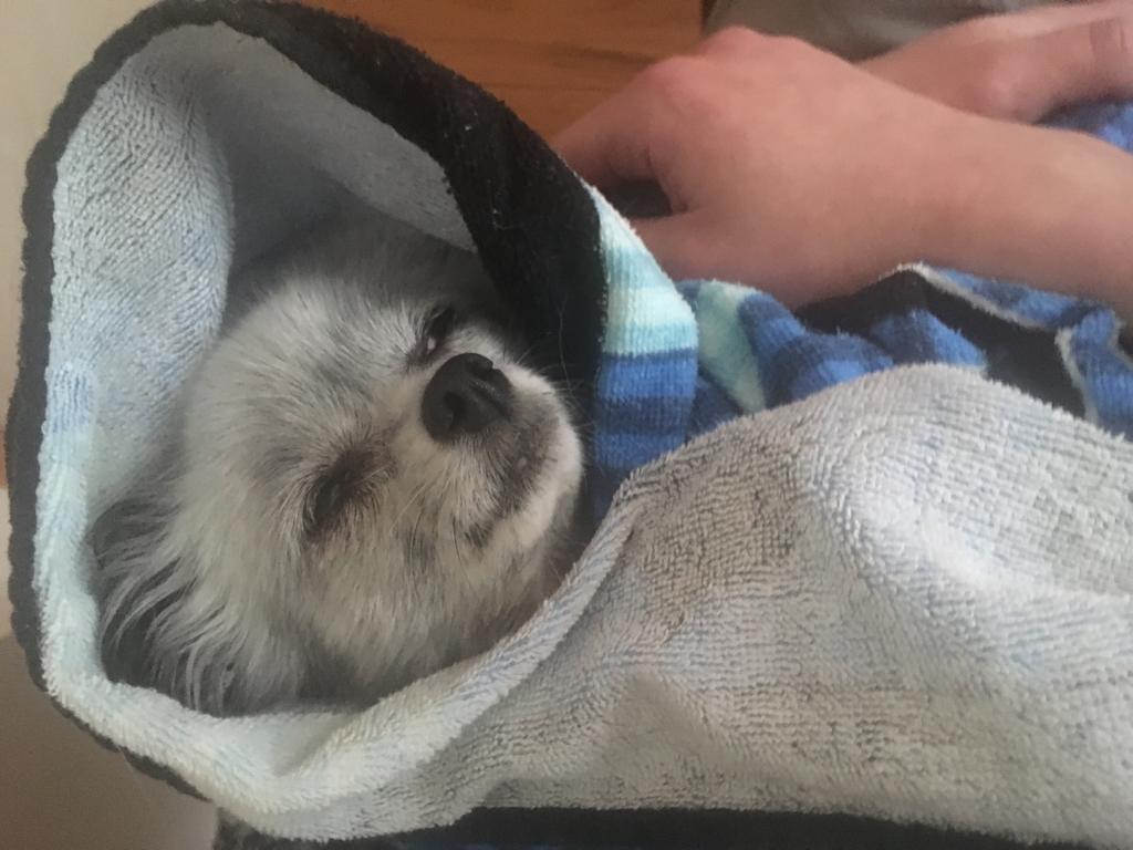 Meet Echo, the squirrel spaniel – tired out after a morning of playing | Scrolller