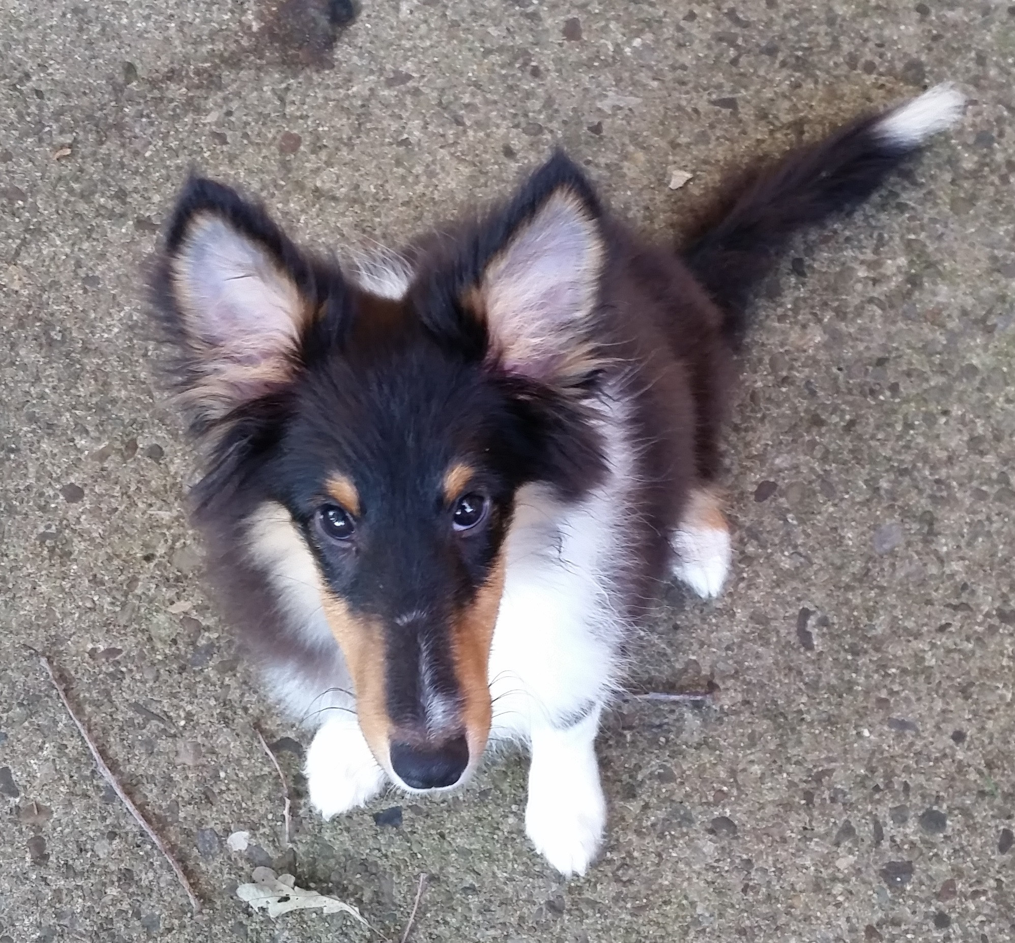 Meet Finnegan. | Scrolller