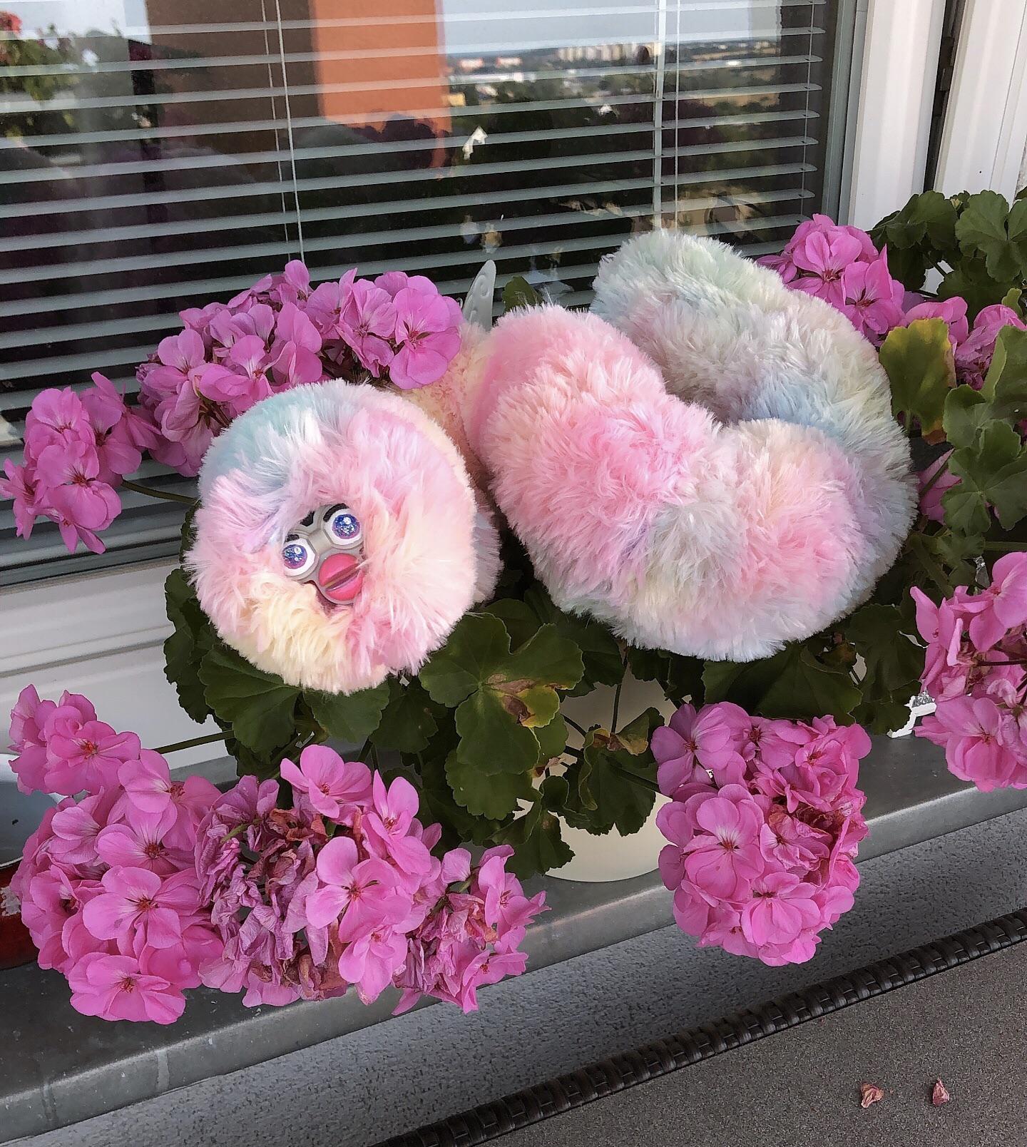 Meet Floss | Scrolller